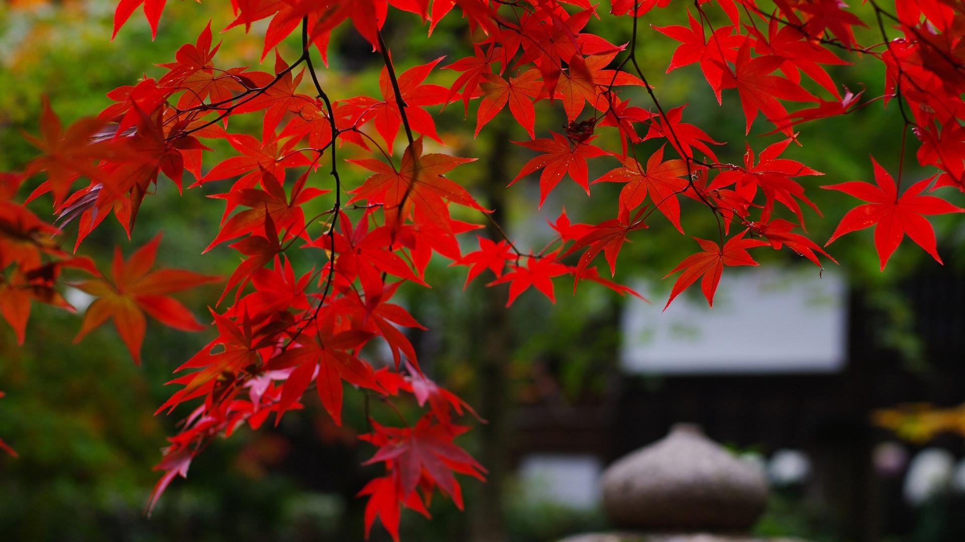 Japanese Maple Leaves Wallpapers - Top Free Japanese Maple Leaves ...