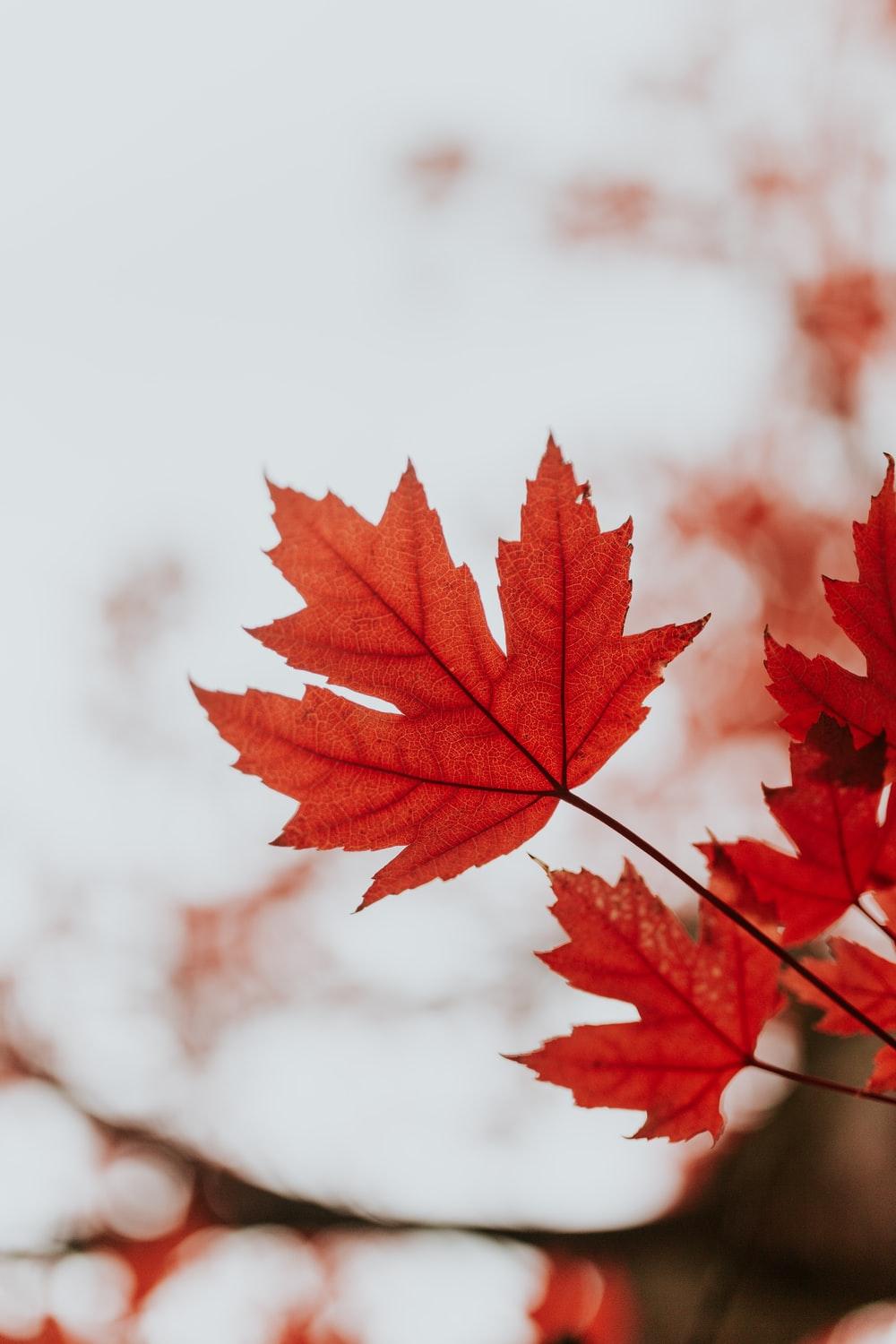 Maple Leaf Tree Wallpapers - Top Free Maple Leaf Tree Backgrounds ...