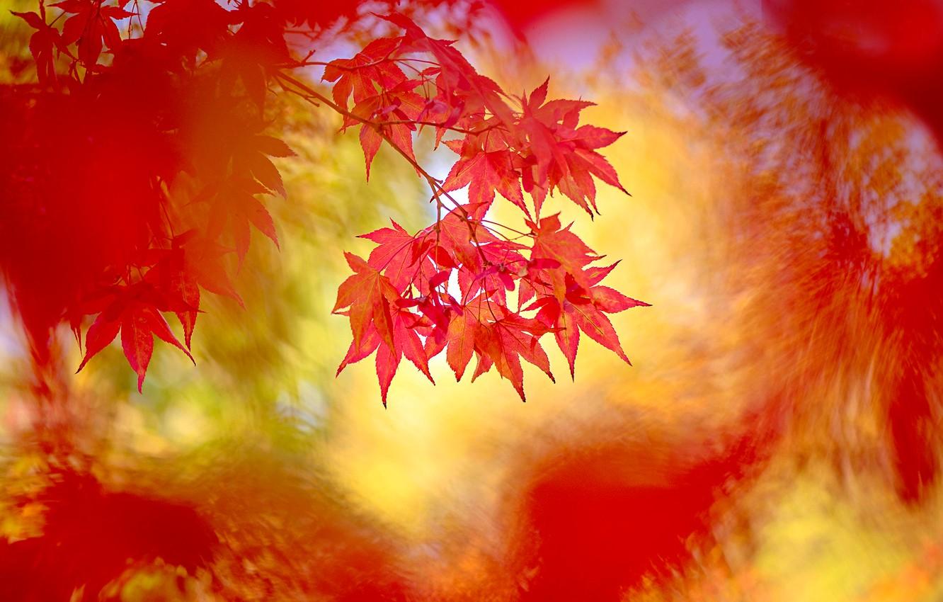 Japanese Maple Leaves Wallpapers - Top Free Japanese Maple Leaves ...