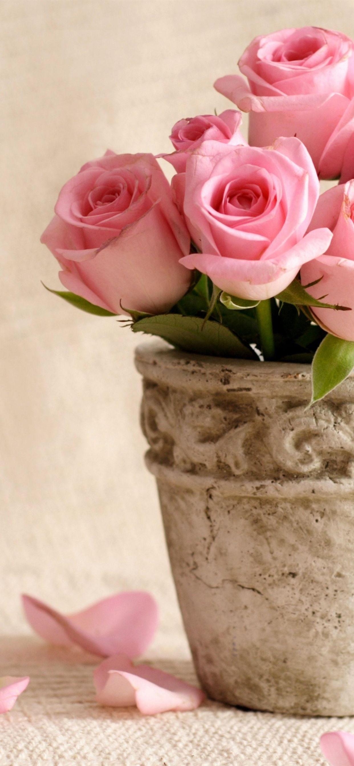 Soft Pink Roses Wallpapers - Top Free Soft Pink Roses Backgrounds ...