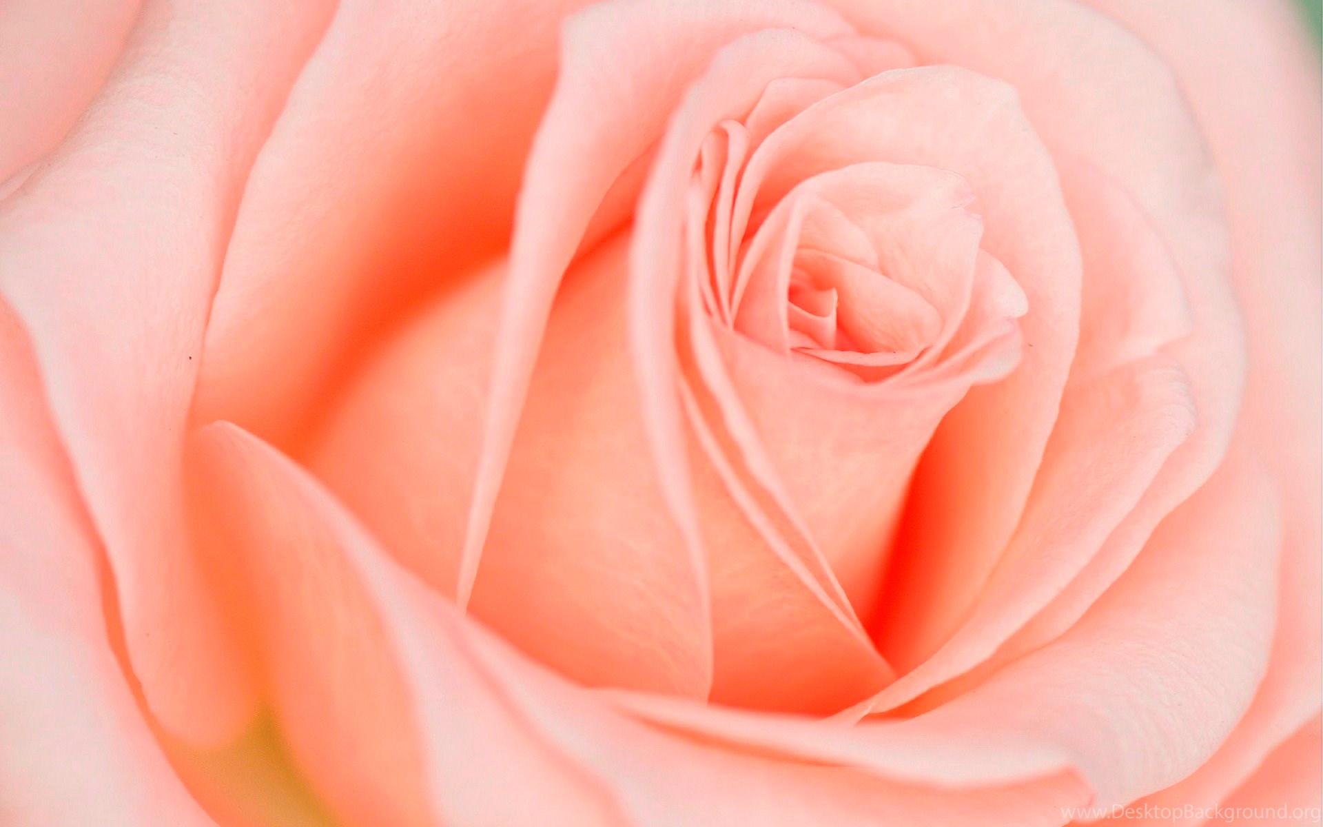 Soft Pink Roses Wallpapers - Top Free Soft Pink Roses Backgrounds ...