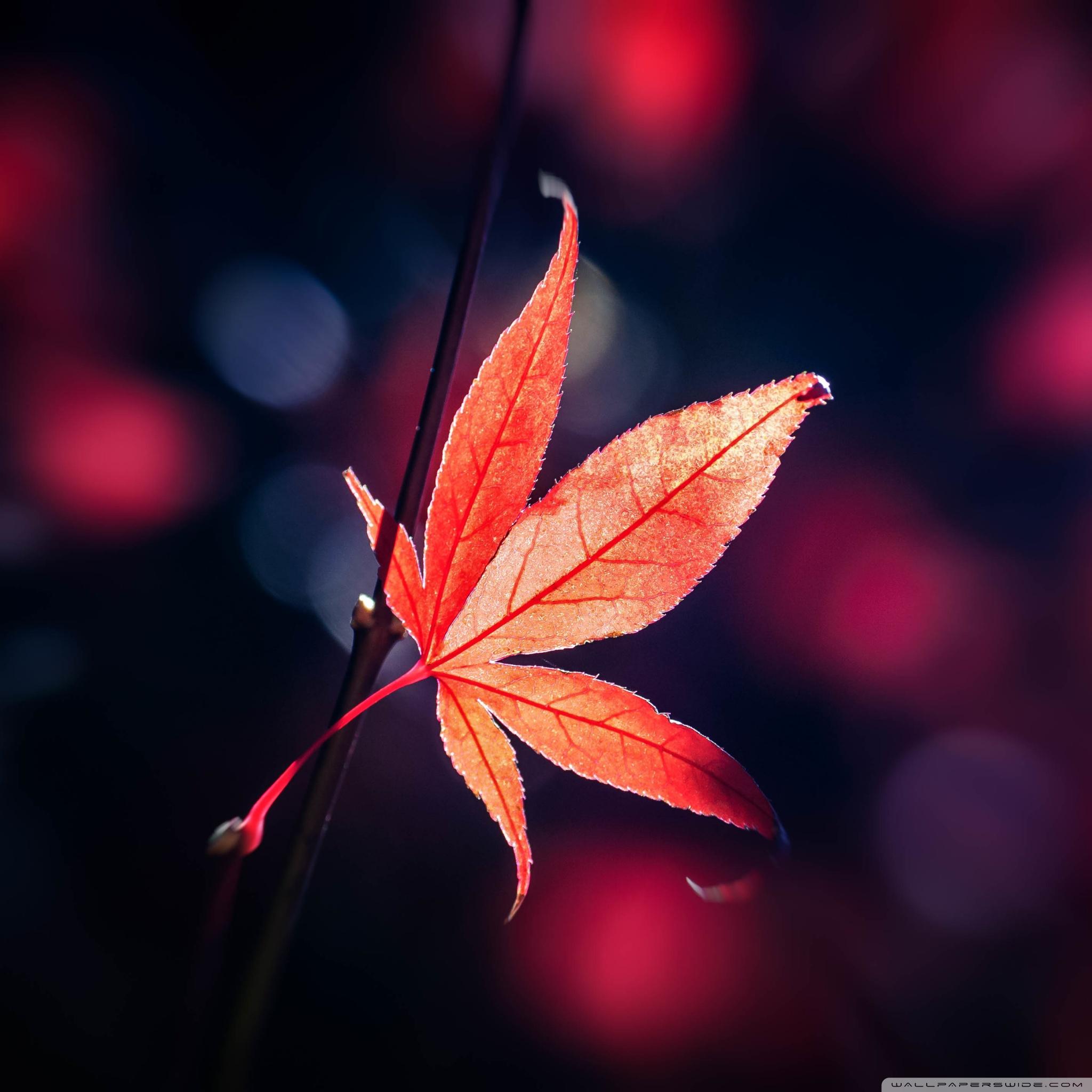 Japanese Maple Leaves Wallpapers - Top Free Japanese Maple Leaves ...