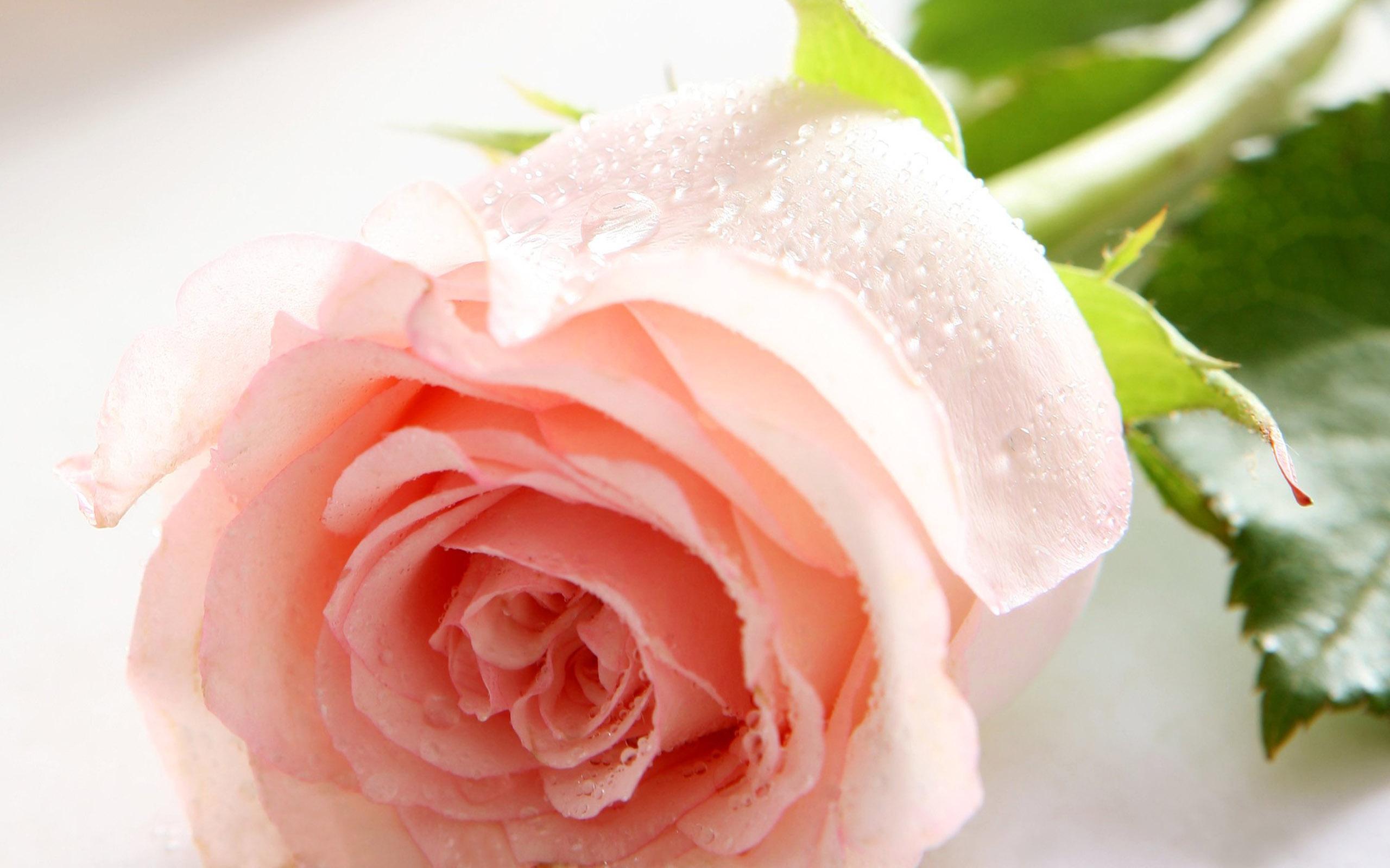 Soft Pink Roses Wallpapers - Top Free Soft Pink Roses Backgrounds ...