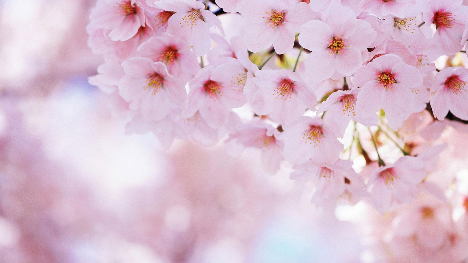 Pink Spring Desktop Wallpapers - Top Free Pink Spring Desktop ...