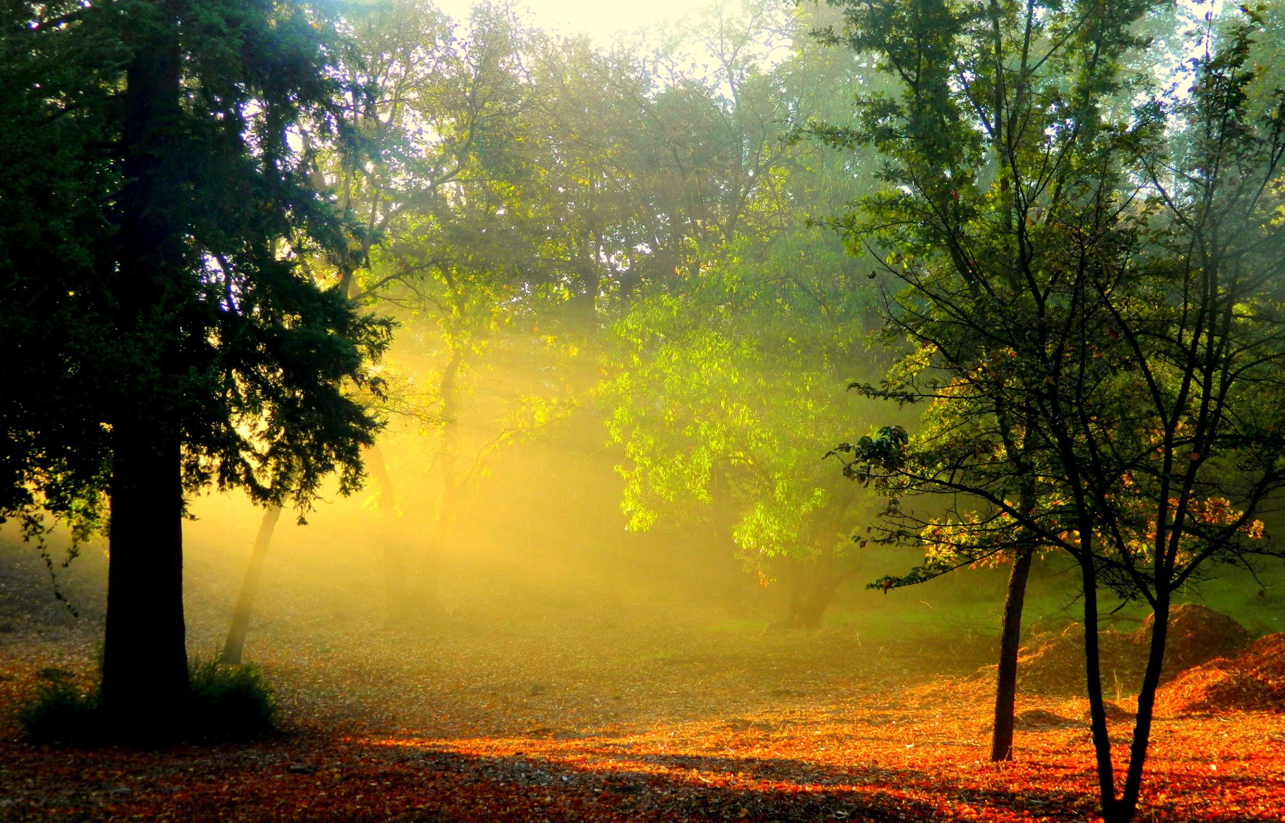 Morning Forest Wallpapers - Top Free Morning Forest Backgrounds ...