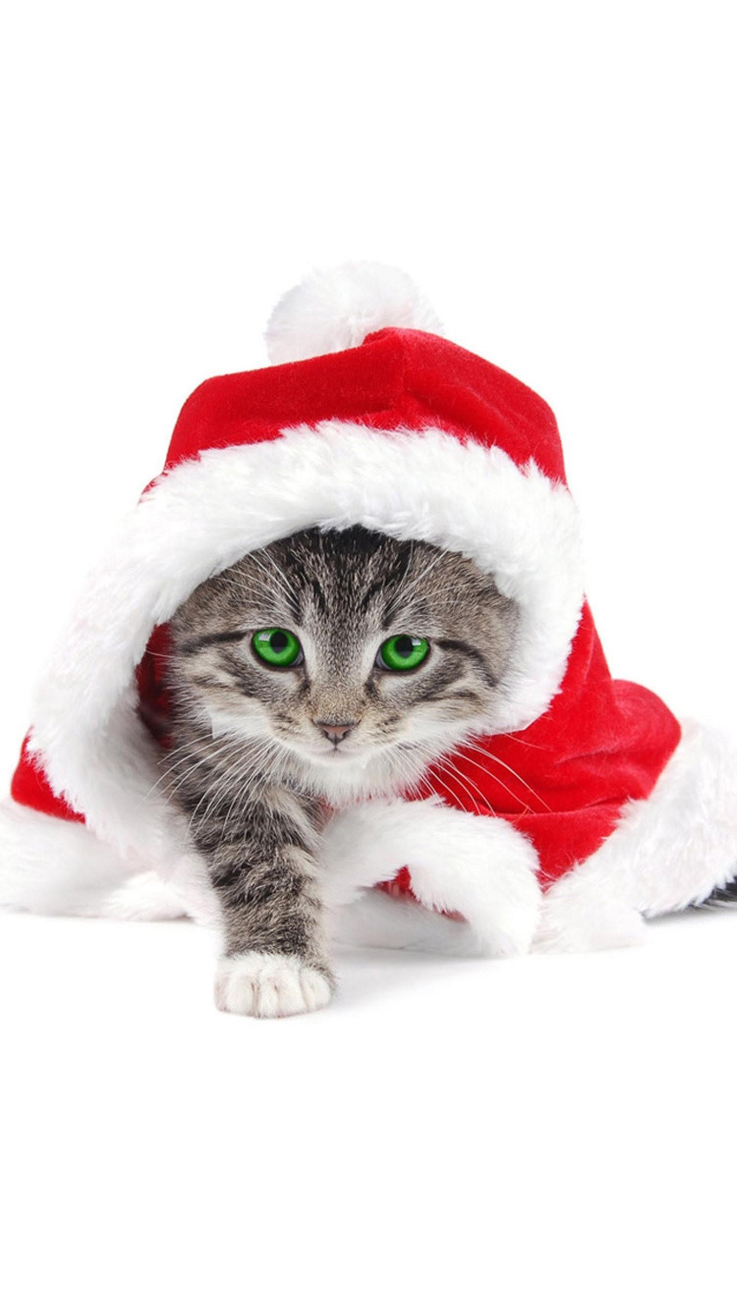 Cat Christmas Wallpapers - Top Free Cat Christmas Backgrounds ...