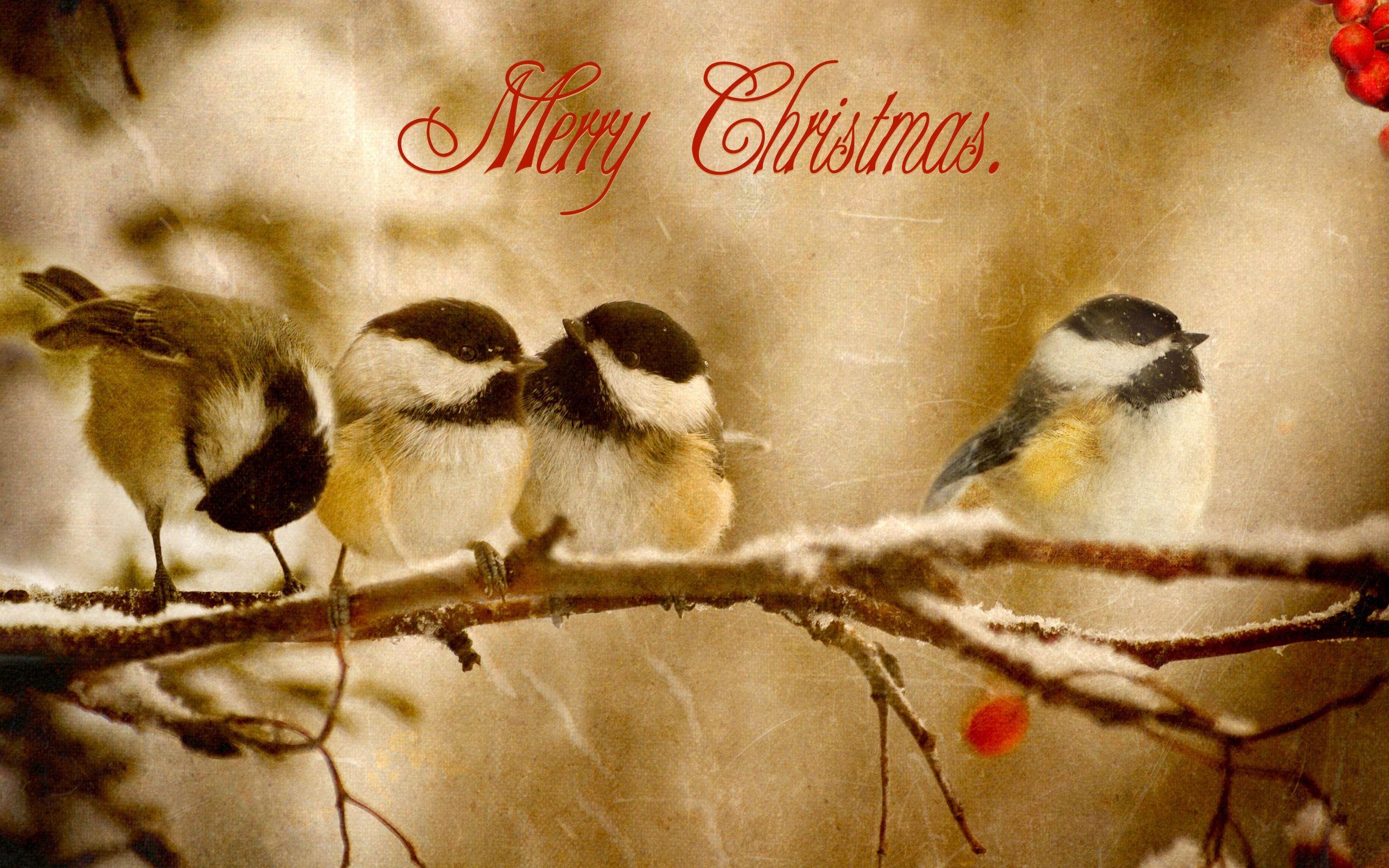 Christmas Birds Wallpapers - Top Free Christmas Birds Backgrounds ...
