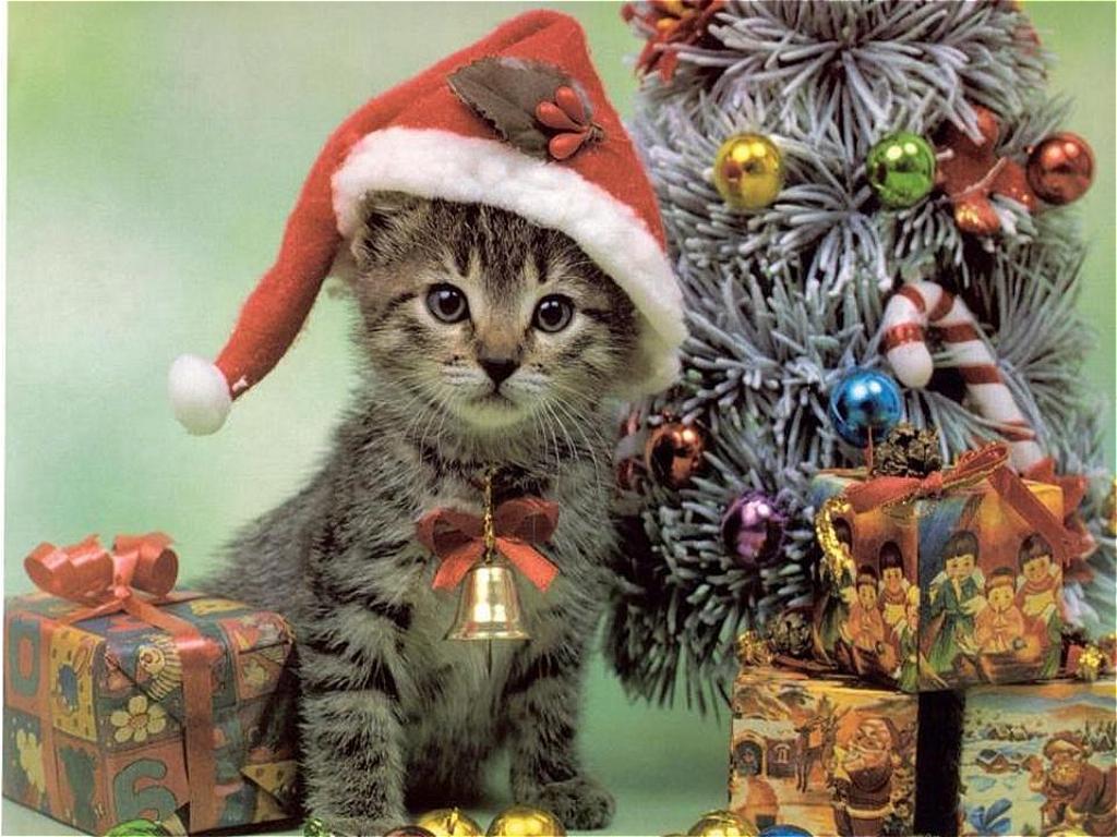 Cat Christmas Wallpapers - Top Free Cat Christmas Backgrounds ...