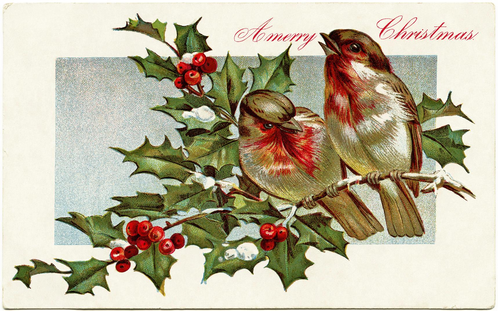 Christmas Bird Wallpapers - Top Free Christmas Bird Backgrounds ...