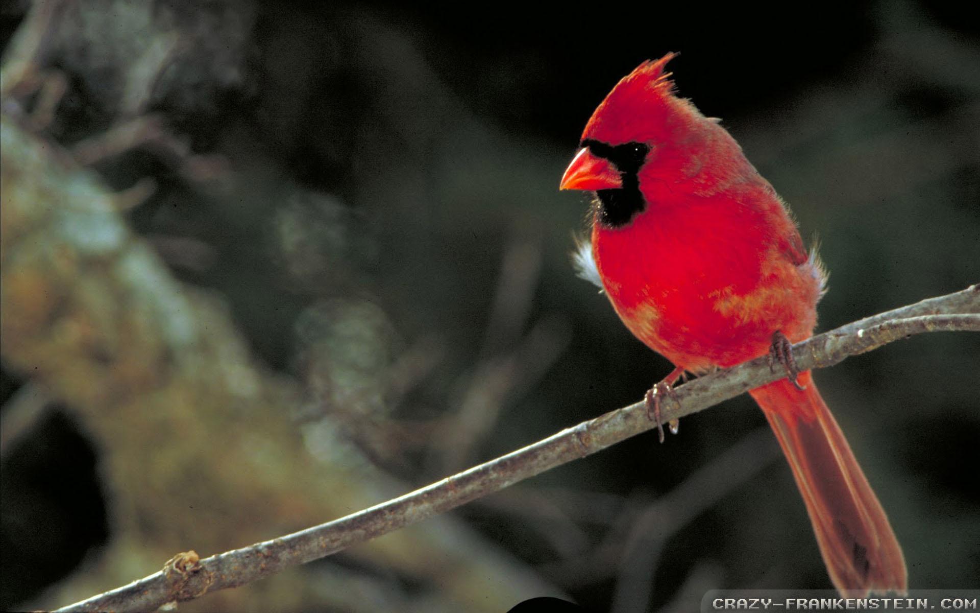 Christmas Birds Wallpapers - Top Free Christmas Birds Backgrounds ...