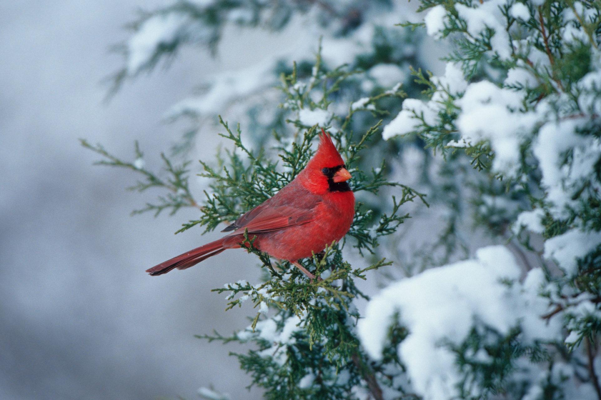 Red Cardinal Bird Wallpapers - Top Free Red Cardinal Bird Backgrounds ...