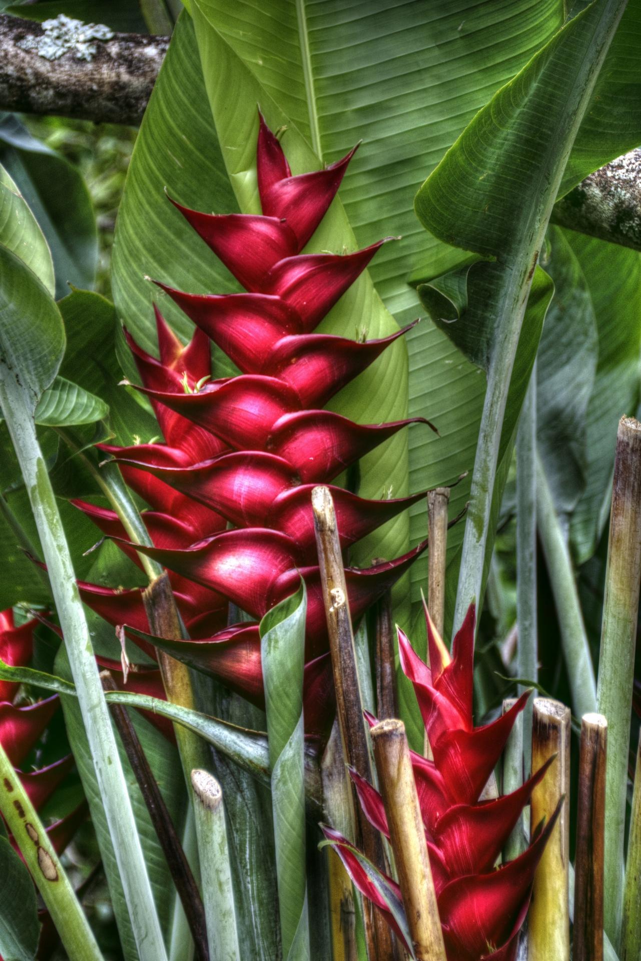 Heliconia Wallpapers - Top Free Heliconia Backgrounds - WallpaperAccess