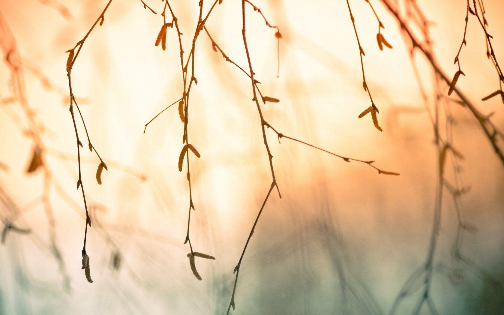Branches Wallpapers - Top Free Branches Backgrounds - WallpaperAccess