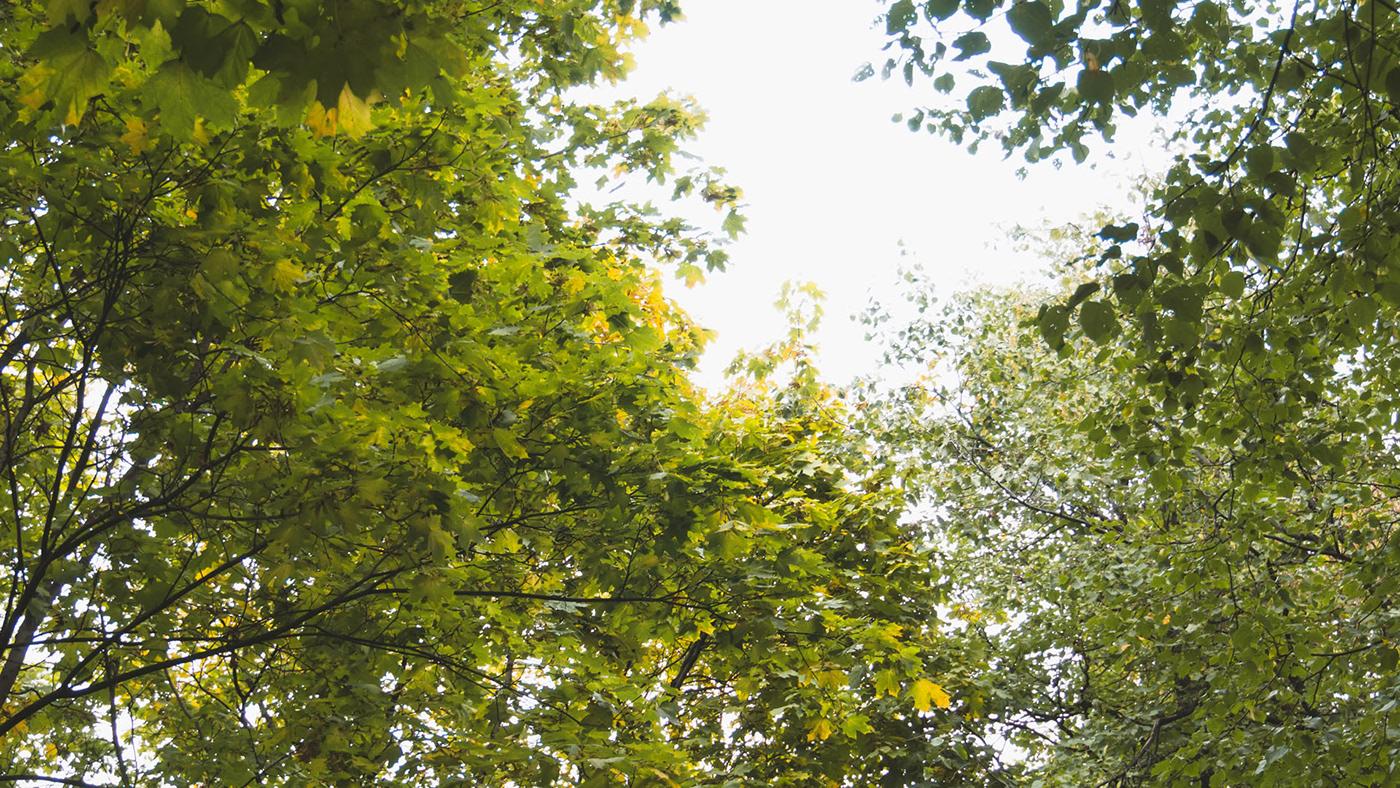 Branches Wallpapers - Top Free Branches Backgrounds - WallpaperAccess