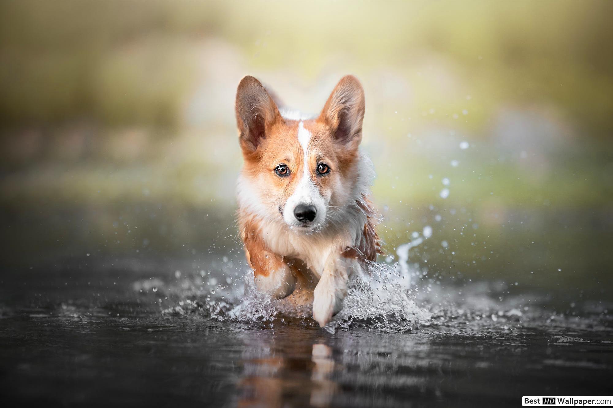 Corgi Dog Wallpapers - Top Free Corgi Dog Backgrounds - WallpaperAccess