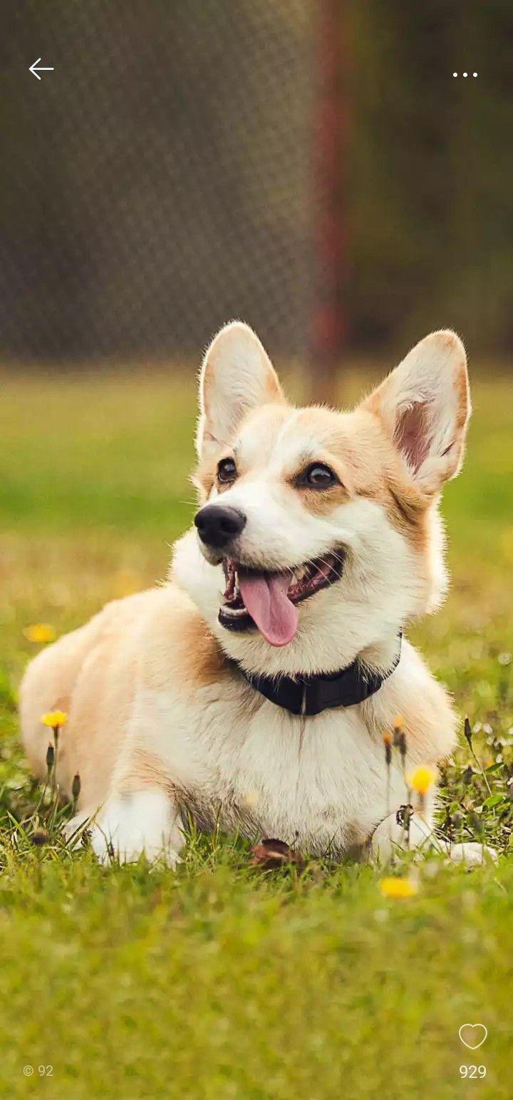 Corgi Dog Wallpapers - Top Free Corgi Dog Backgrounds - WallpaperAccess