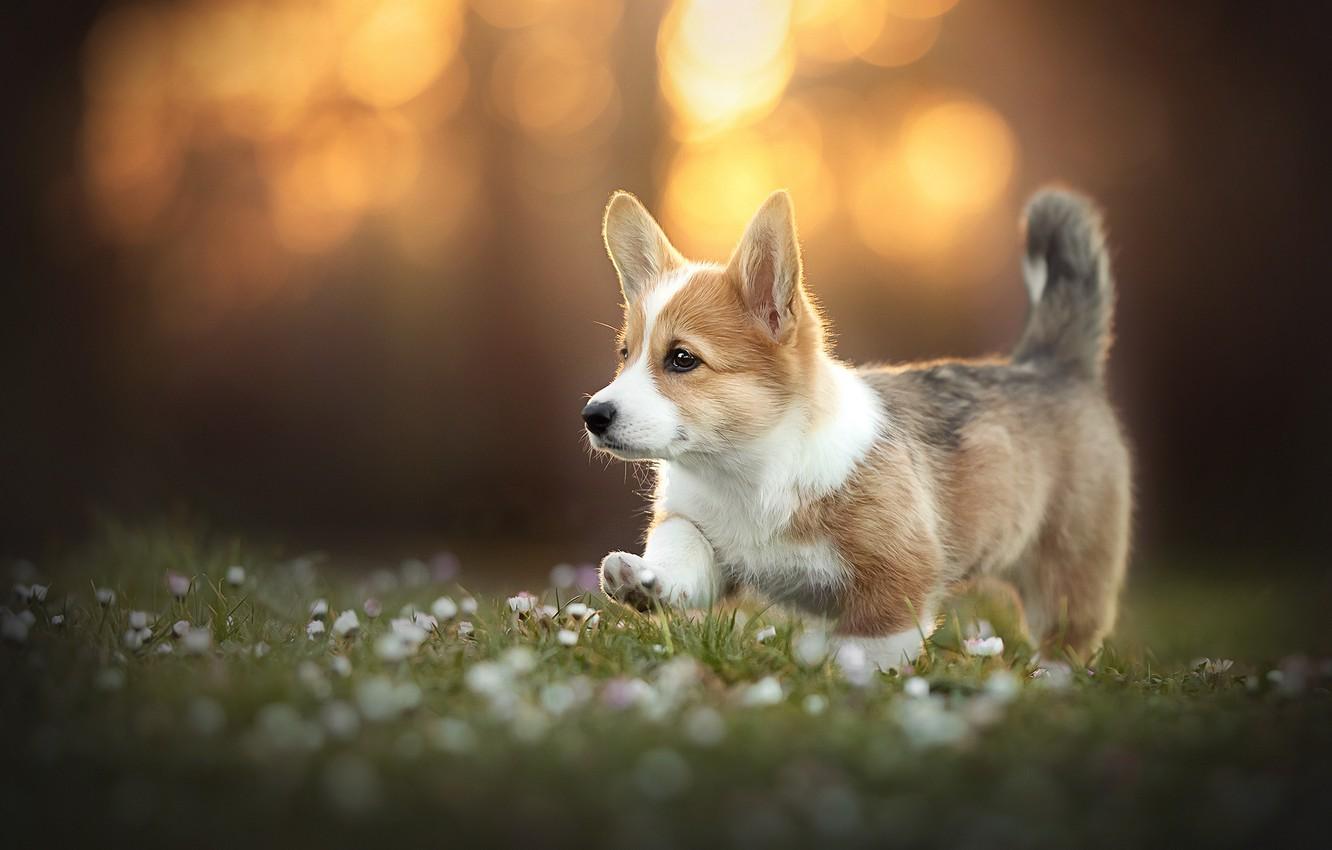 Corgi Dog Wallpapers - Top Free Corgi Dog Backgrounds - WallpaperAccess