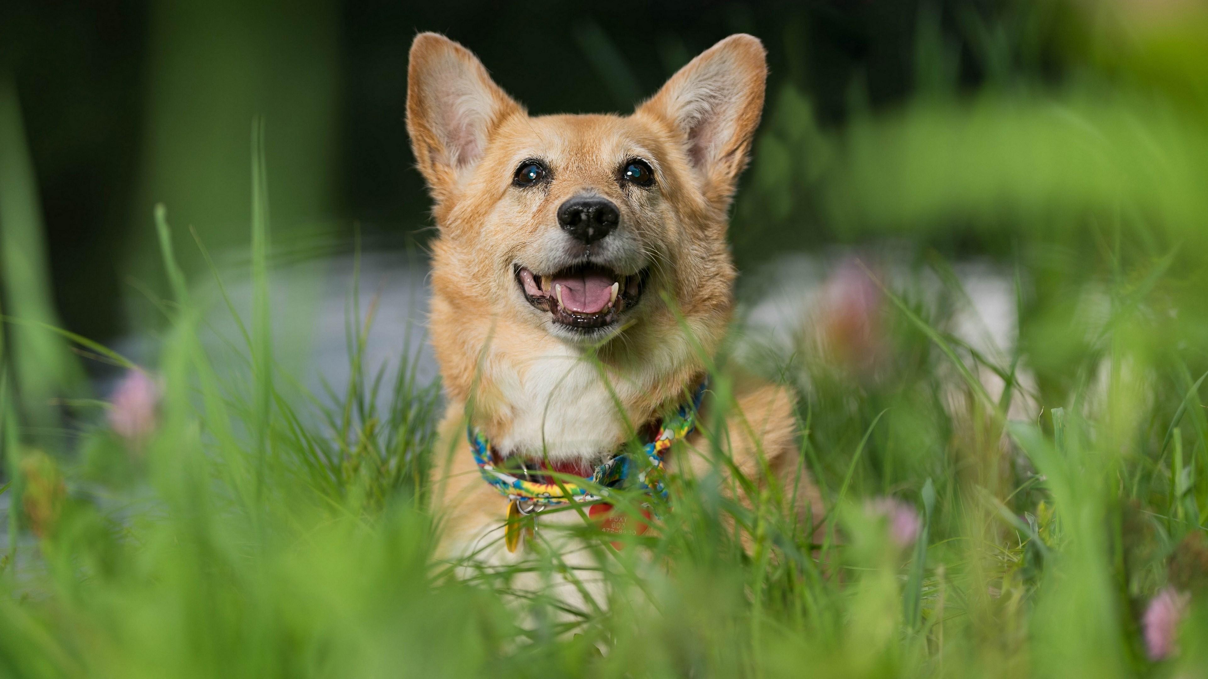 Corgi Dog Wallpapers - Top Free Corgi Dog Backgrounds - WallpaperAccess