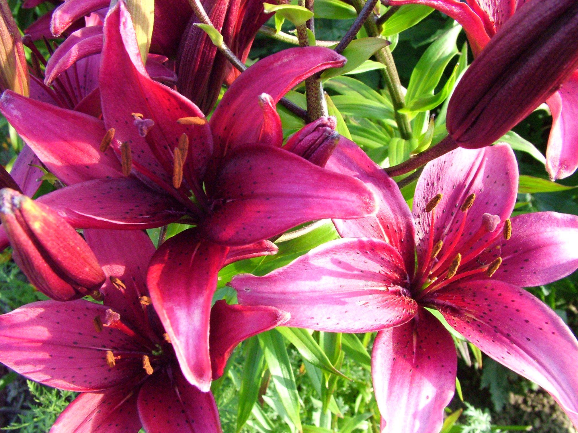 Purple Lily Wallpapers - Top Free Purple Lily Backgrounds - WallpaperAccess
