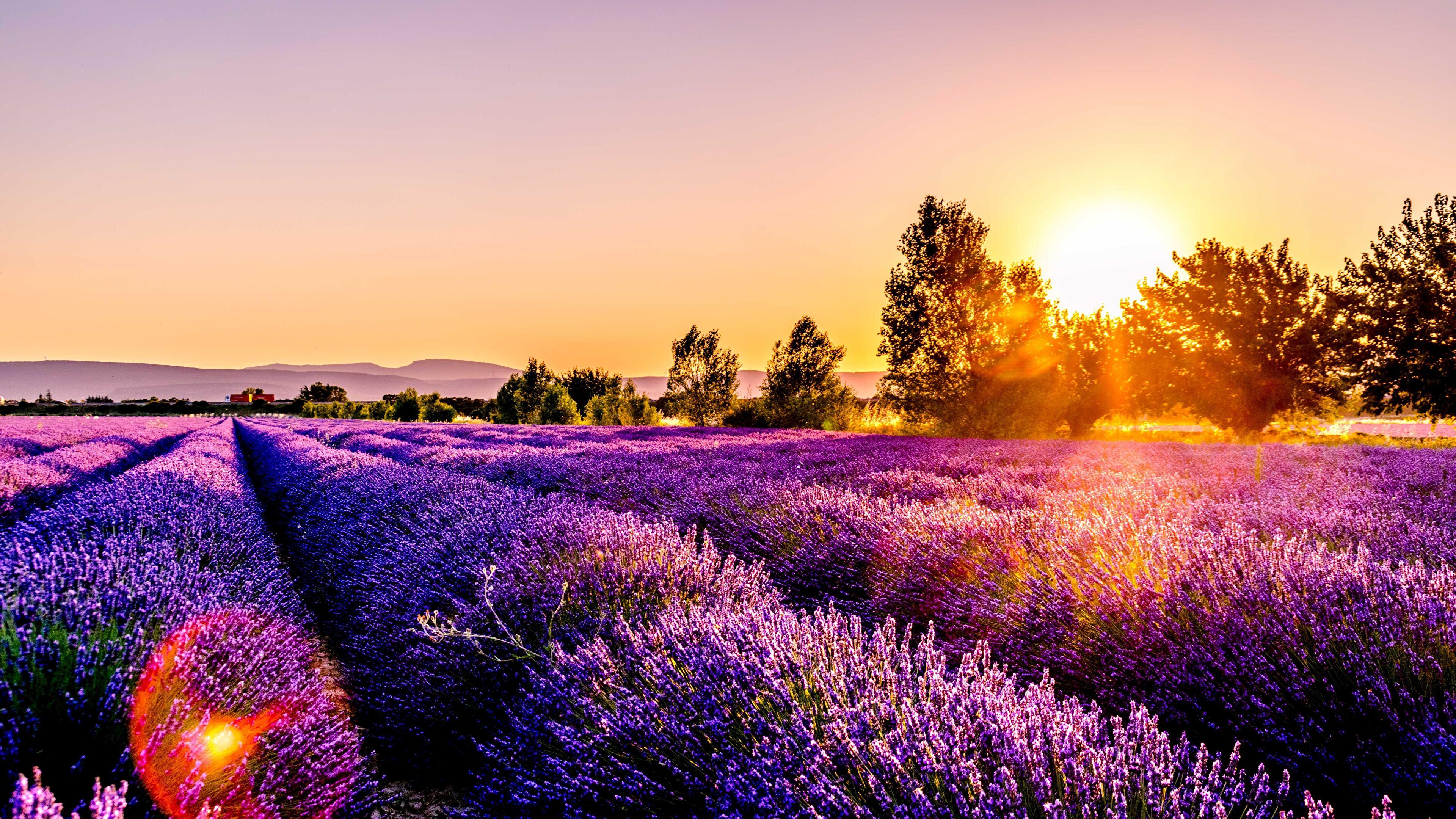 4K Lavender Wallpapers - Top Free 4K Lavender Backgrounds - WallpaperAccess