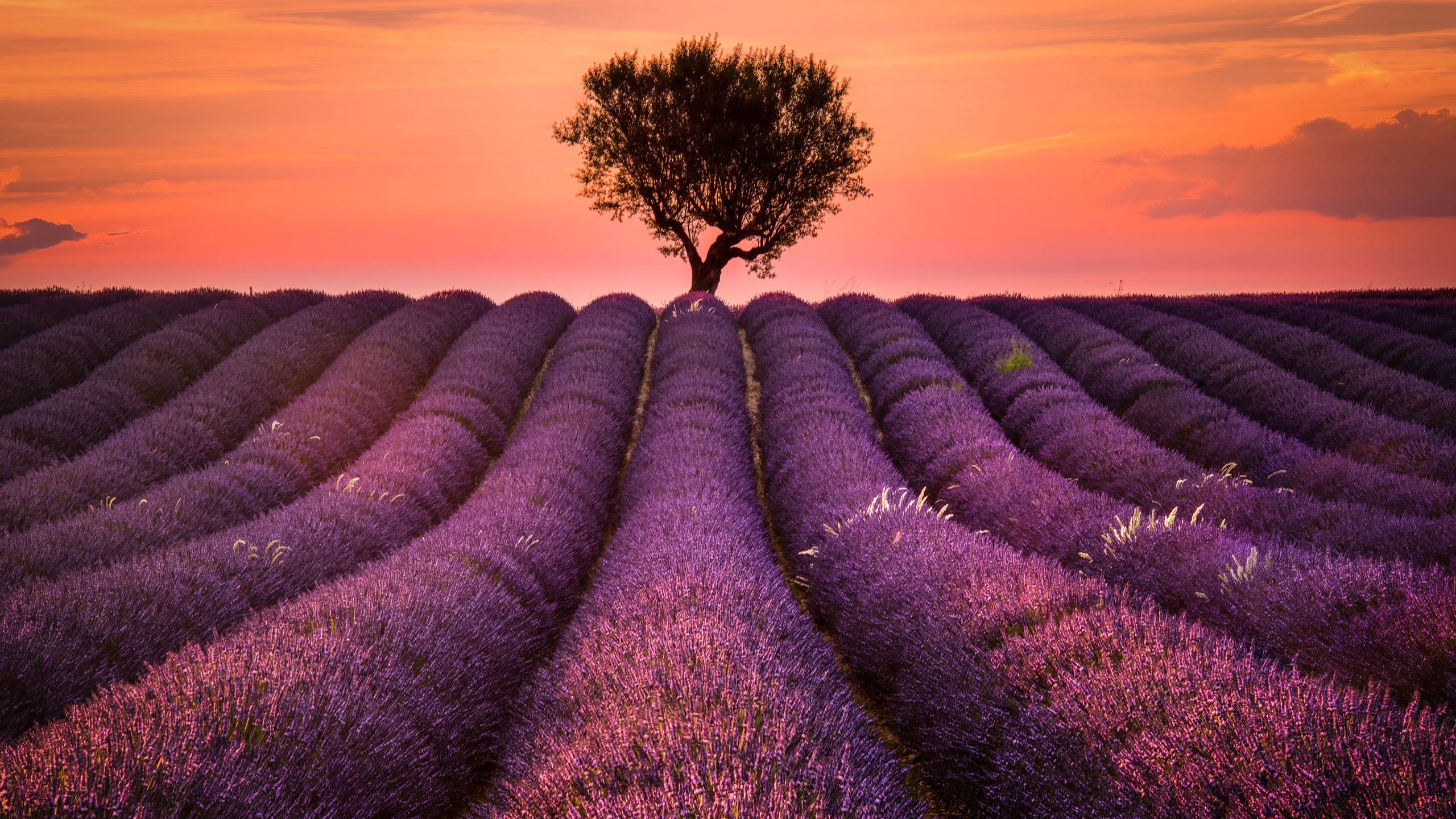 4K Lavender Wallpapers - Top Free 4K Lavender Backgrounds - WallpaperAccess