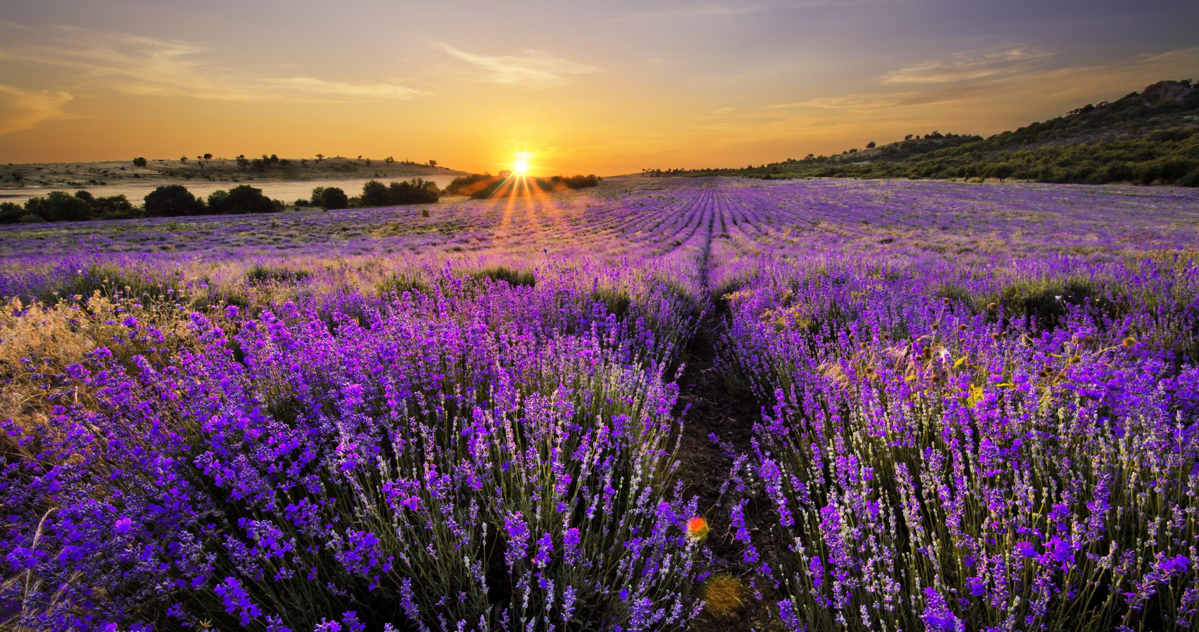 4K Lavender Wallpapers - Top Free 4K Lavender Backgrounds - WallpaperAccess