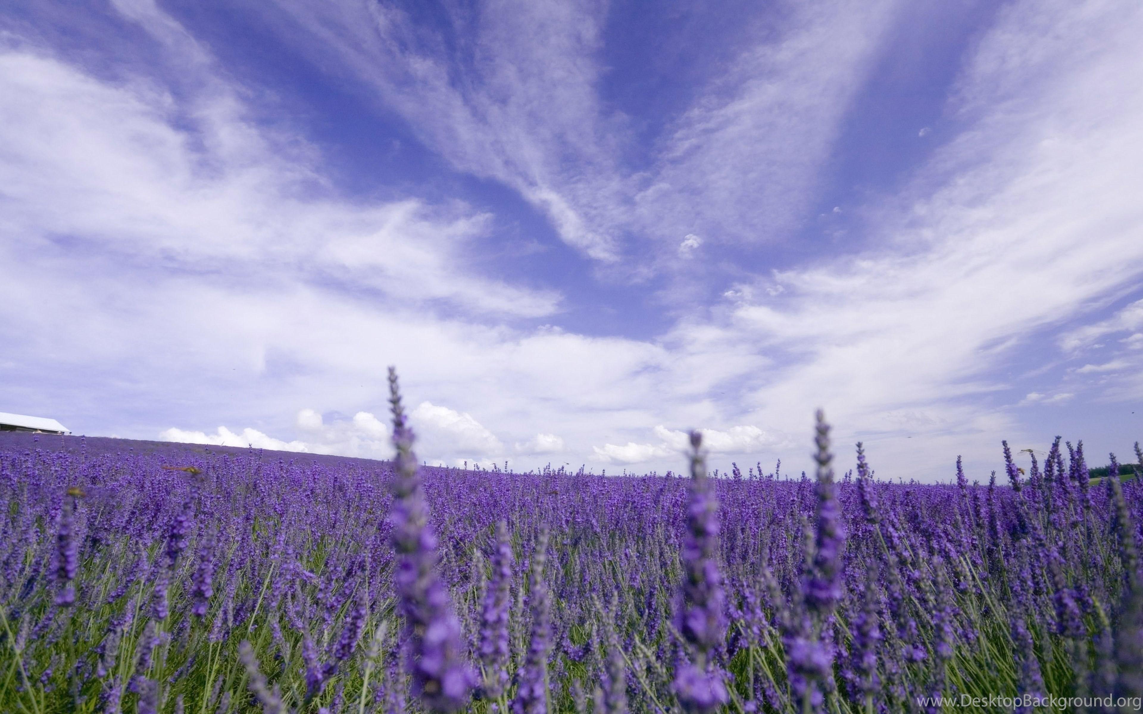 4K Lavender Wallpapers - Top Free 4K Lavender Backgrounds - WallpaperAccess