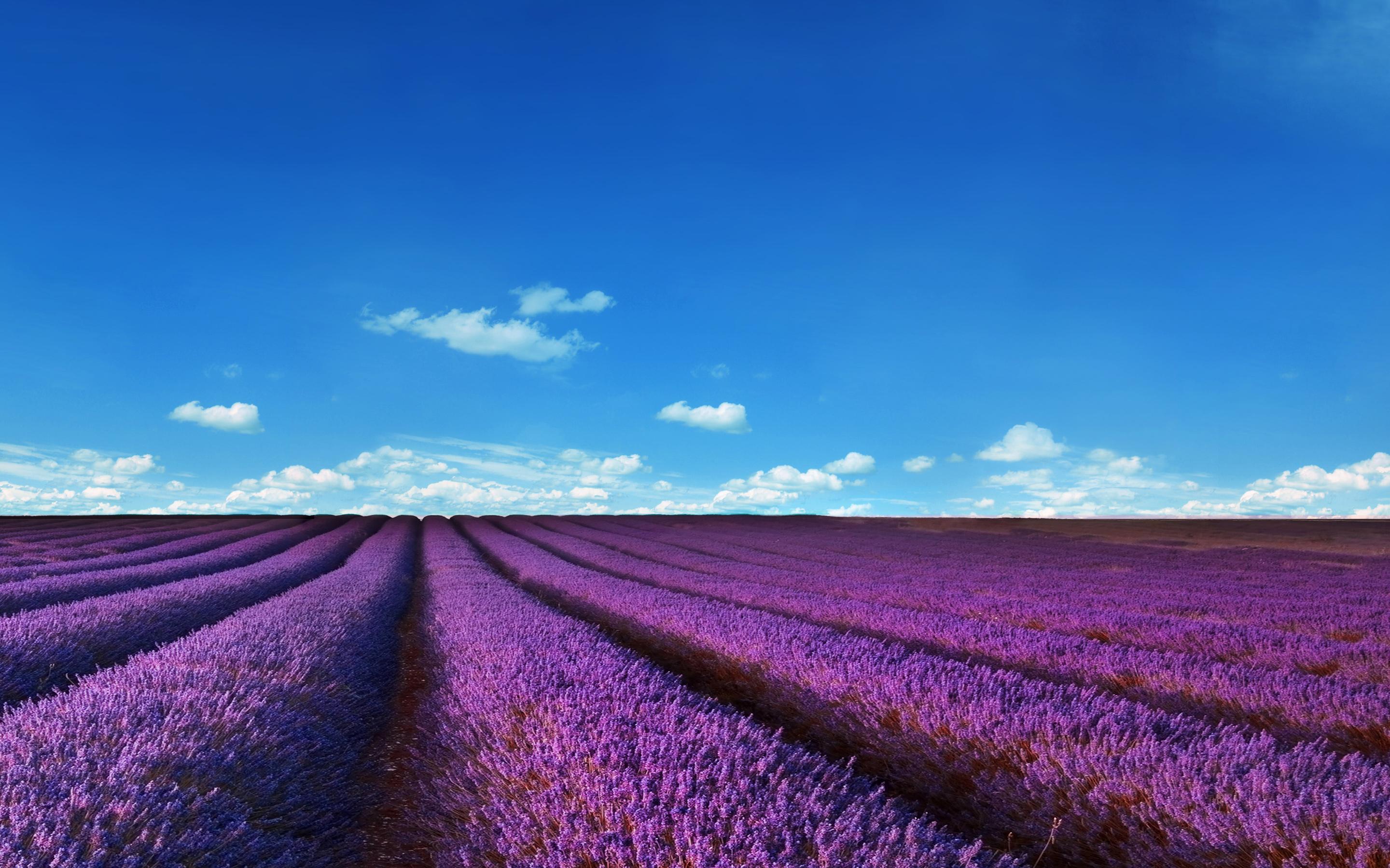 4K Lavender Wallpapers - Top Free 4K Lavender Backgrounds - WallpaperAccess