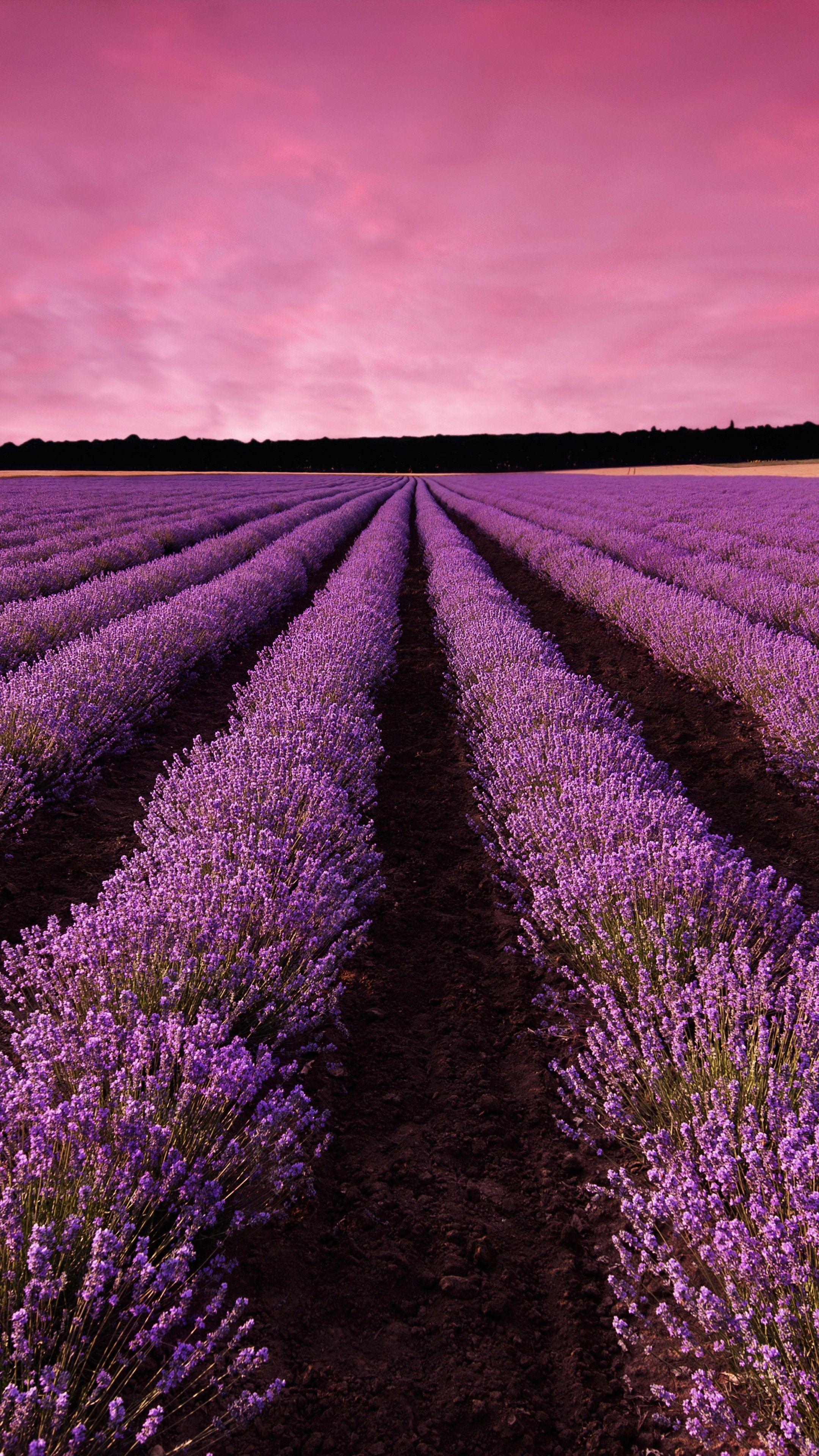 4K Lavender Wallpapers - Top Free 4K Lavender Backgrounds - WallpaperAccess