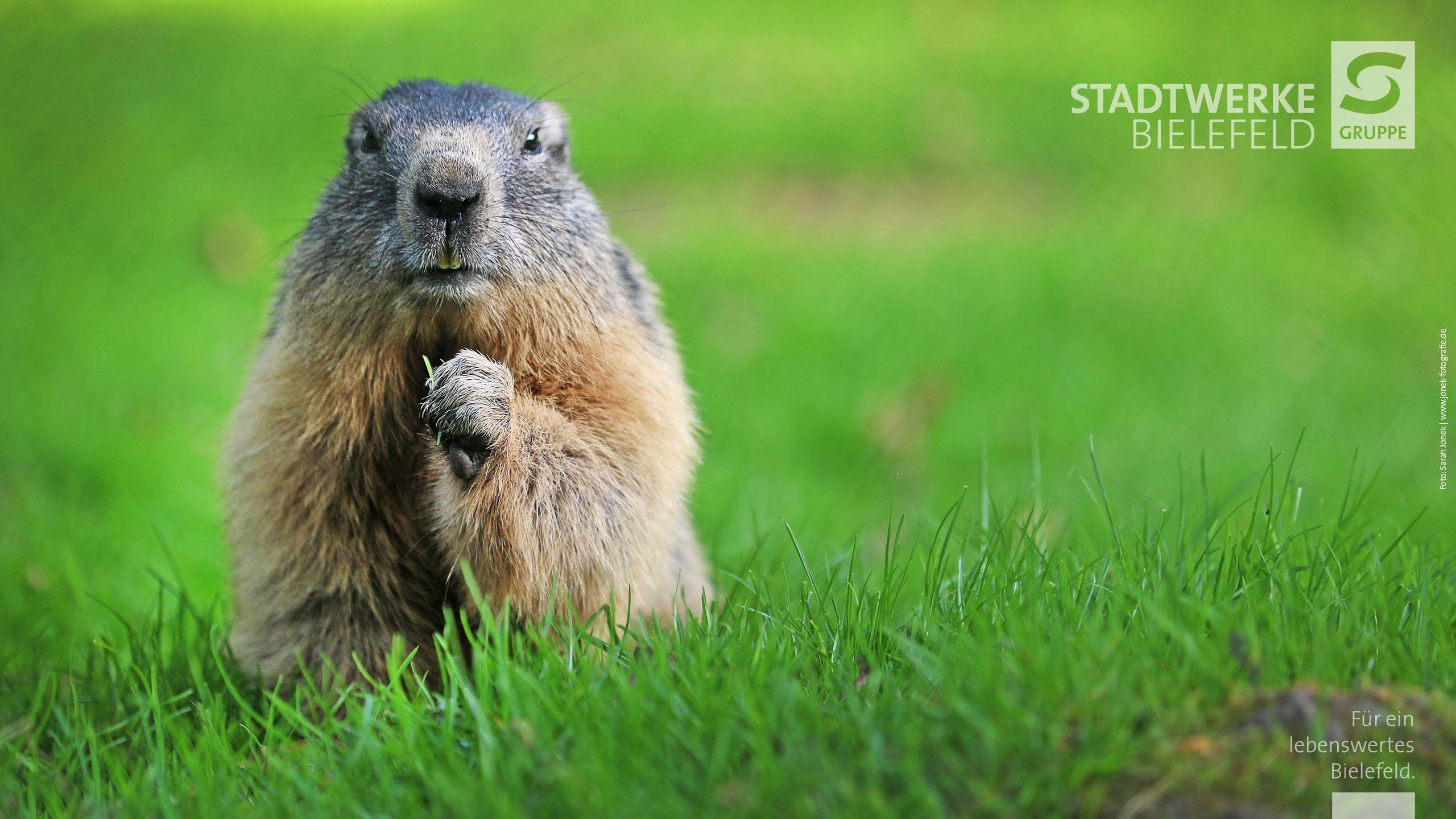 Happy Groundhog Day Wallpapers - Top Free Happy Groundhog Day ...