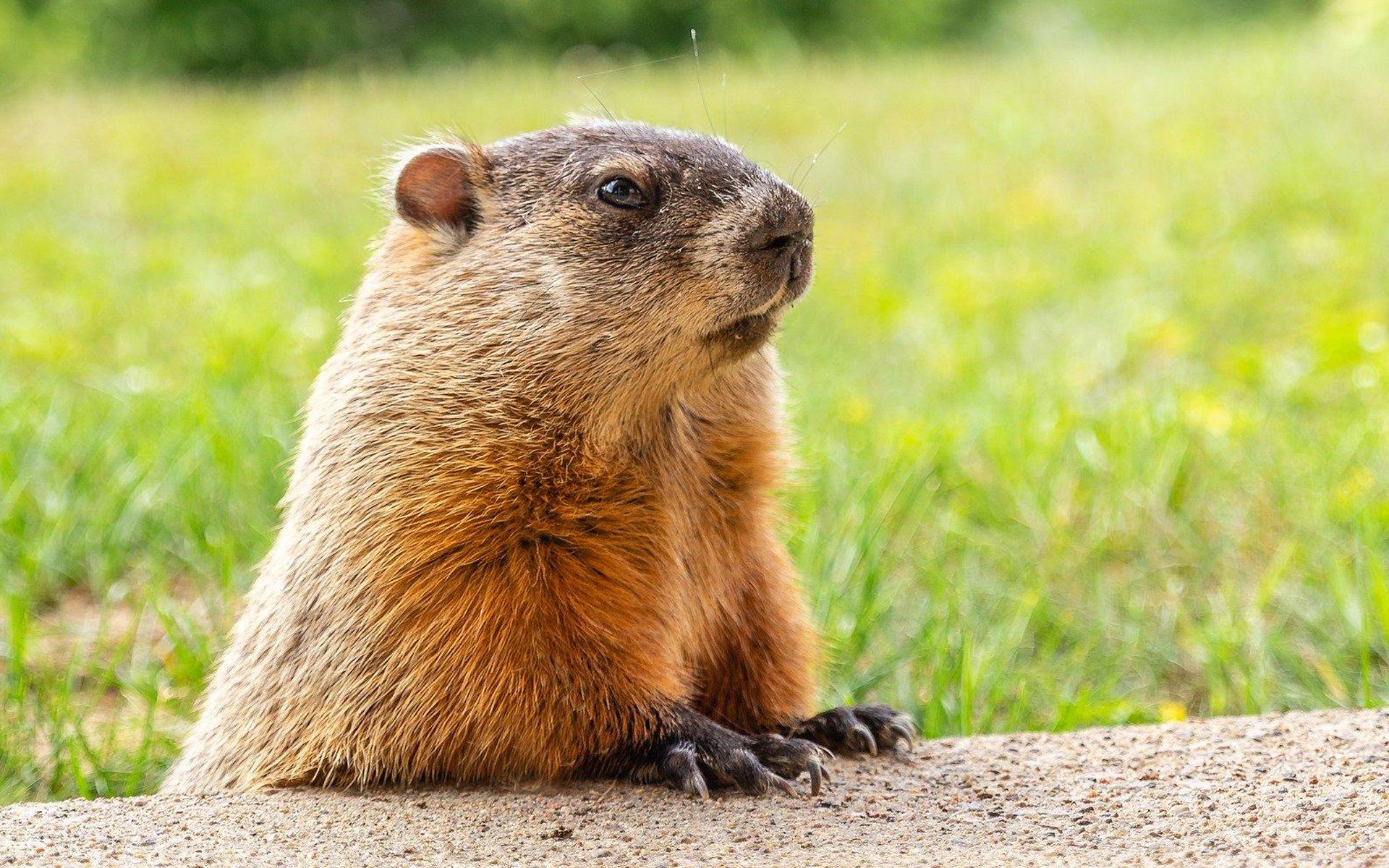 Happy Groundhog Day Wallpapers - Top Free Happy Groundhog Day ...