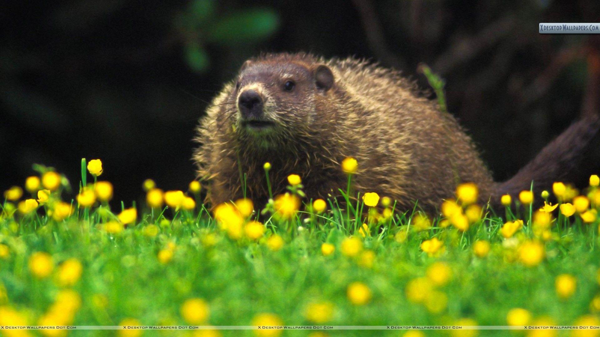 Happy Groundhog Day Wallpapers - Top Free Happy Groundhog Day ...