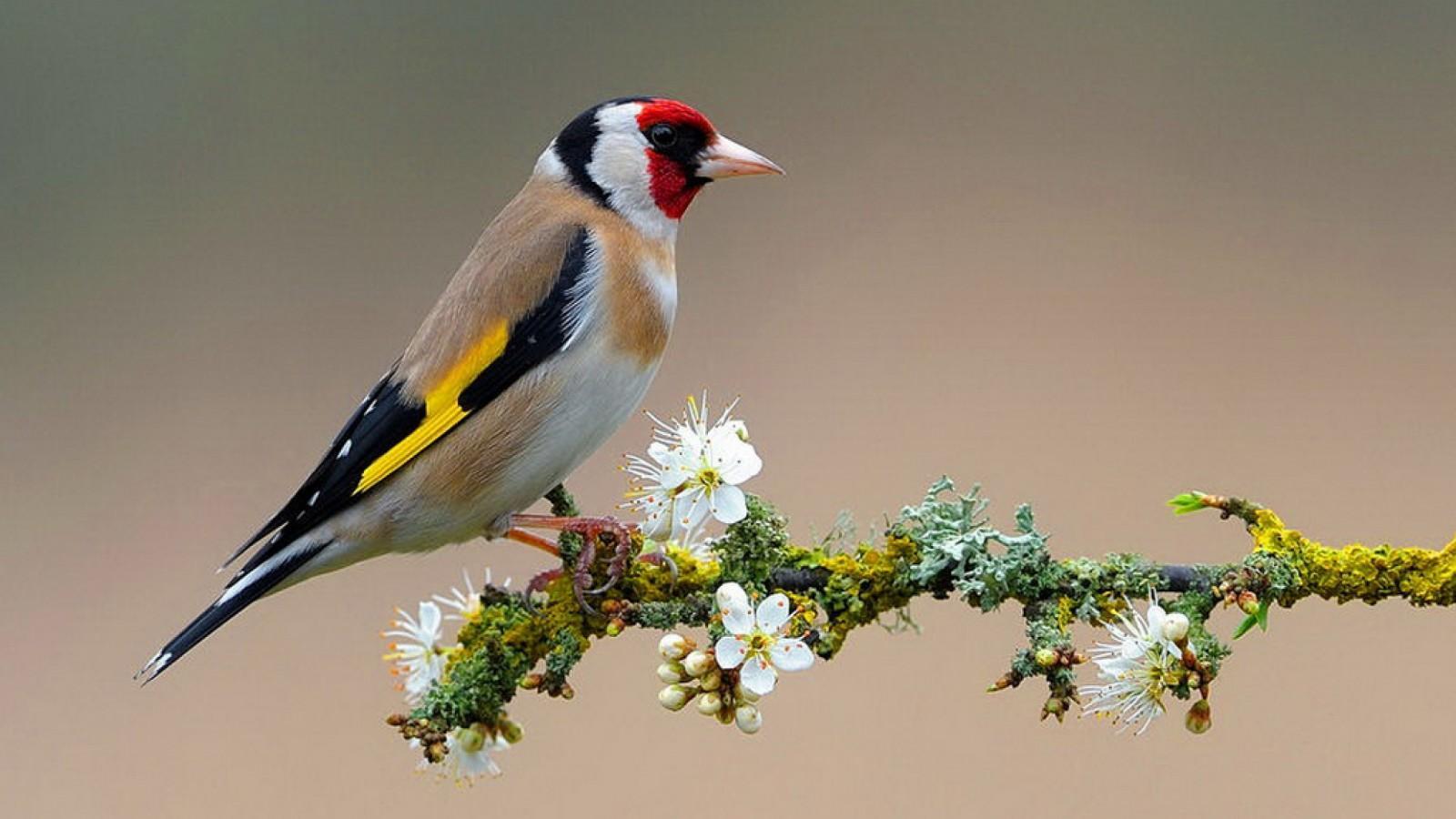 Summer Birds Wallpapers - Top Free Summer Birds Backgrounds ...