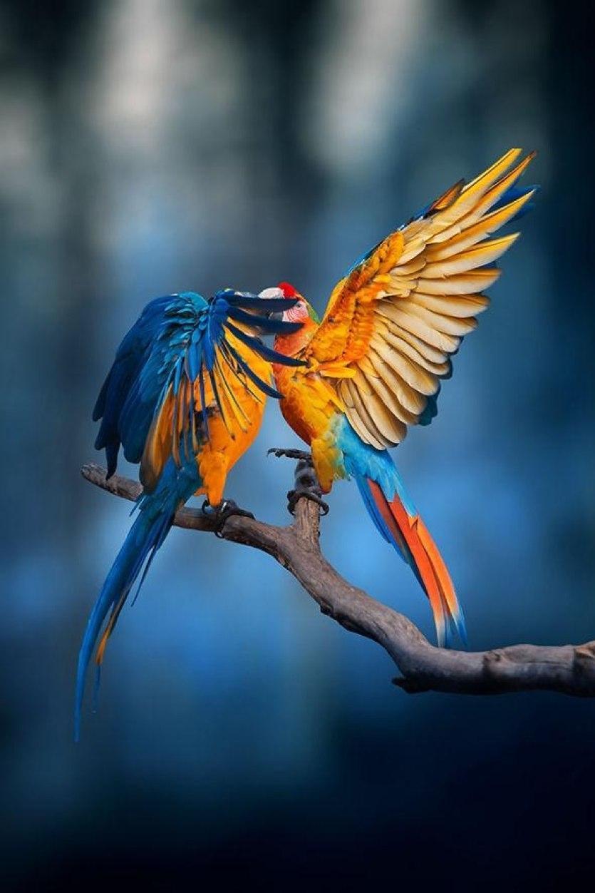 Summer Birds Wallpapers - Top Free Summer Birds Backgrounds ...