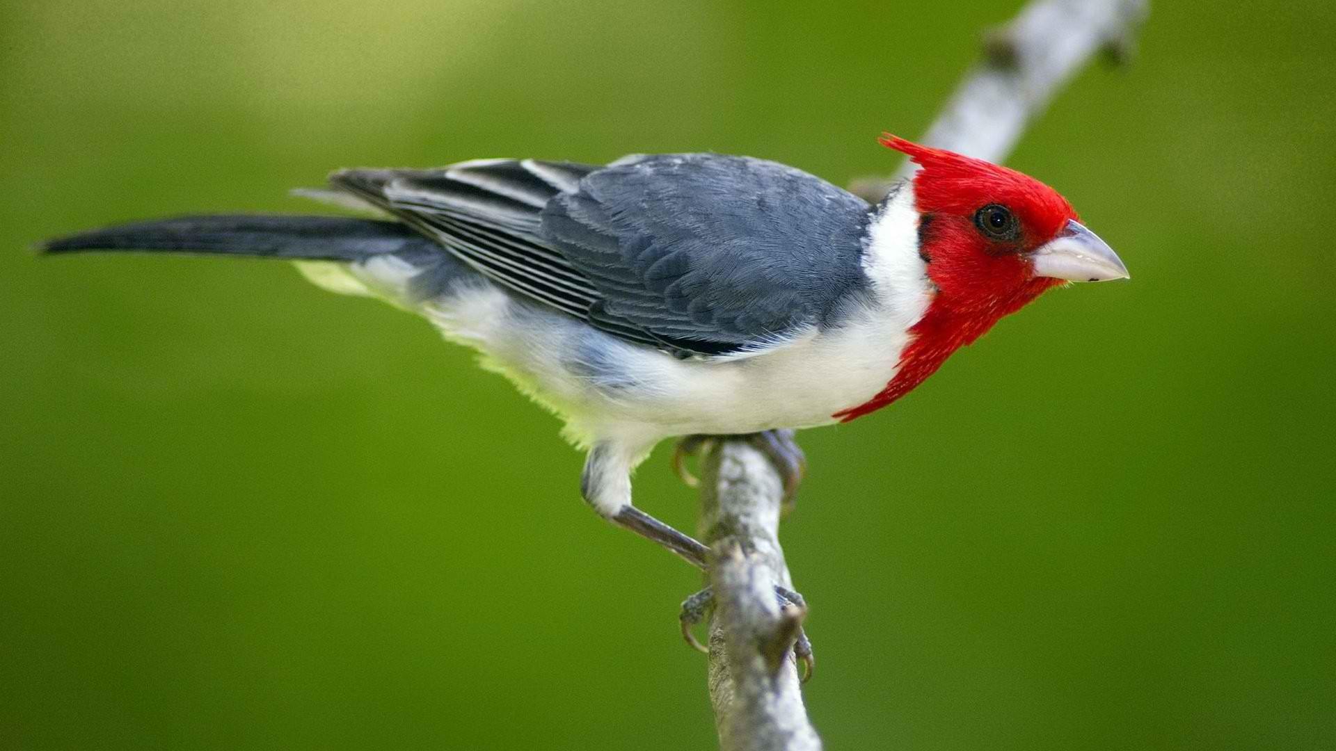 Summer Birds Wallpapers - Top Free Summer Birds Backgrounds ...