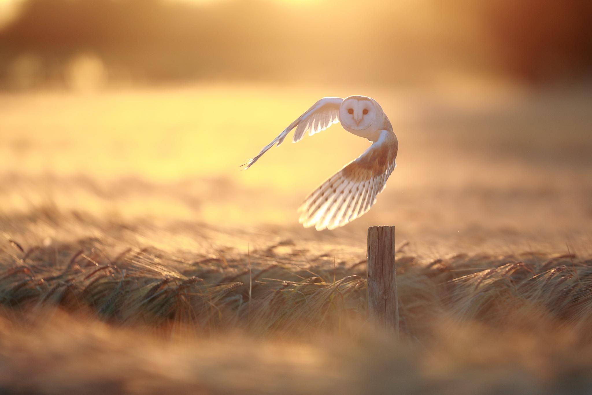 Summer Birds Wallpapers - Top Free Summer Birds Backgrounds ...