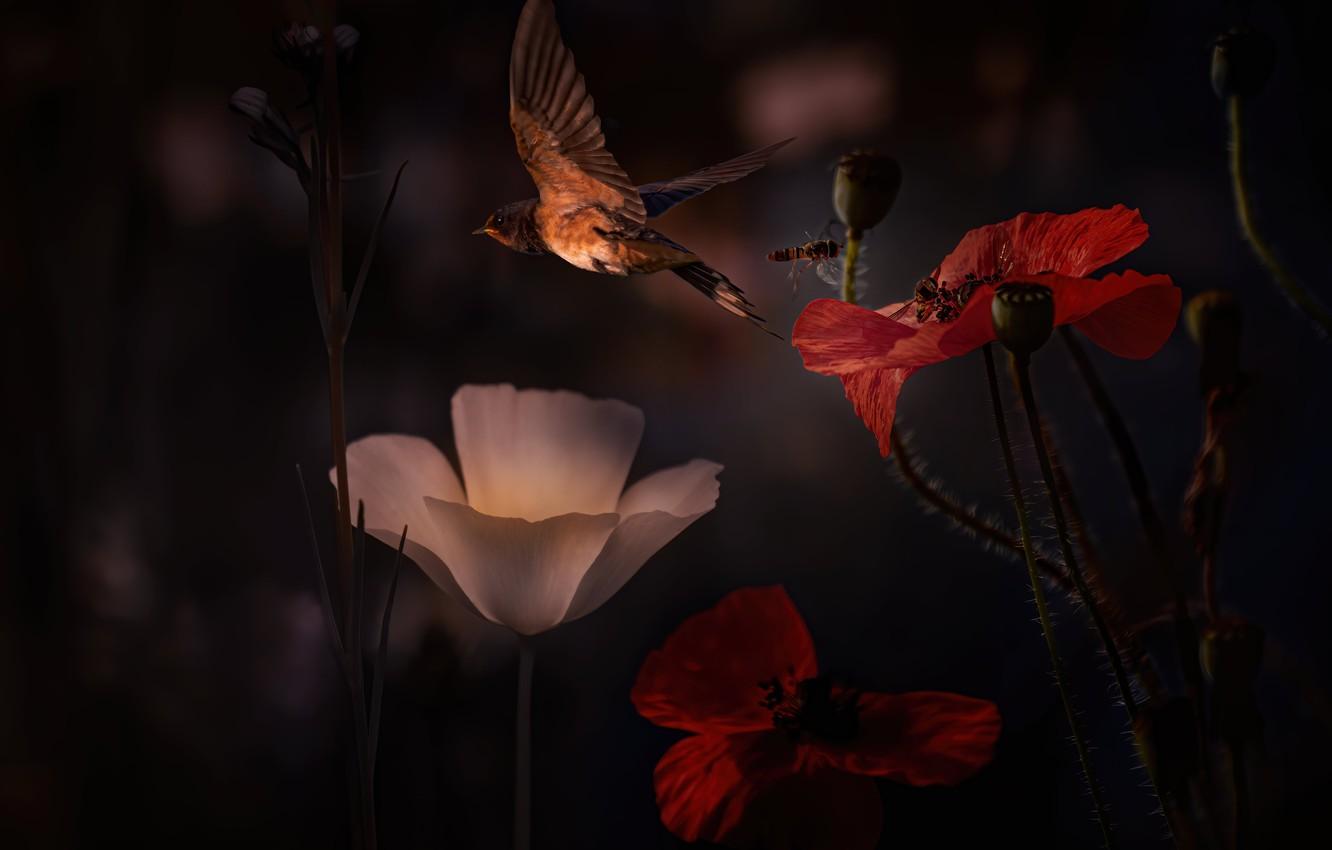 Summer Birds Wallpapers - Top Free Summer Birds Backgrounds ...