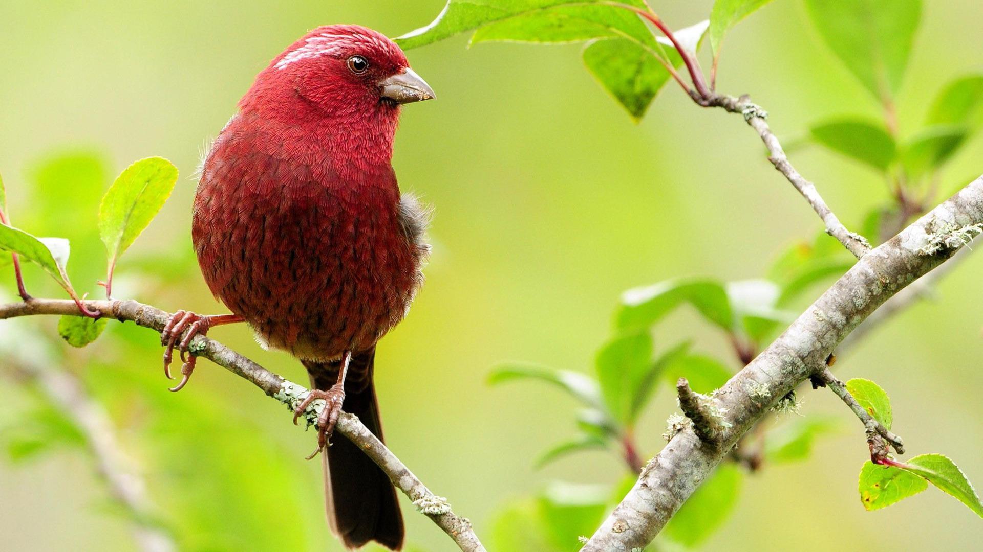 Summer Birds Wallpapers - Top Free Summer Birds Backgrounds ...