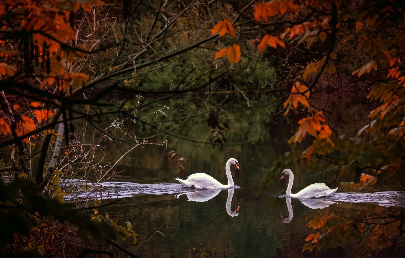 Swan Autumn Desktop Wallpapers - Top Free Swan Autumn Desktop Backgrounds - WallpaperAccess