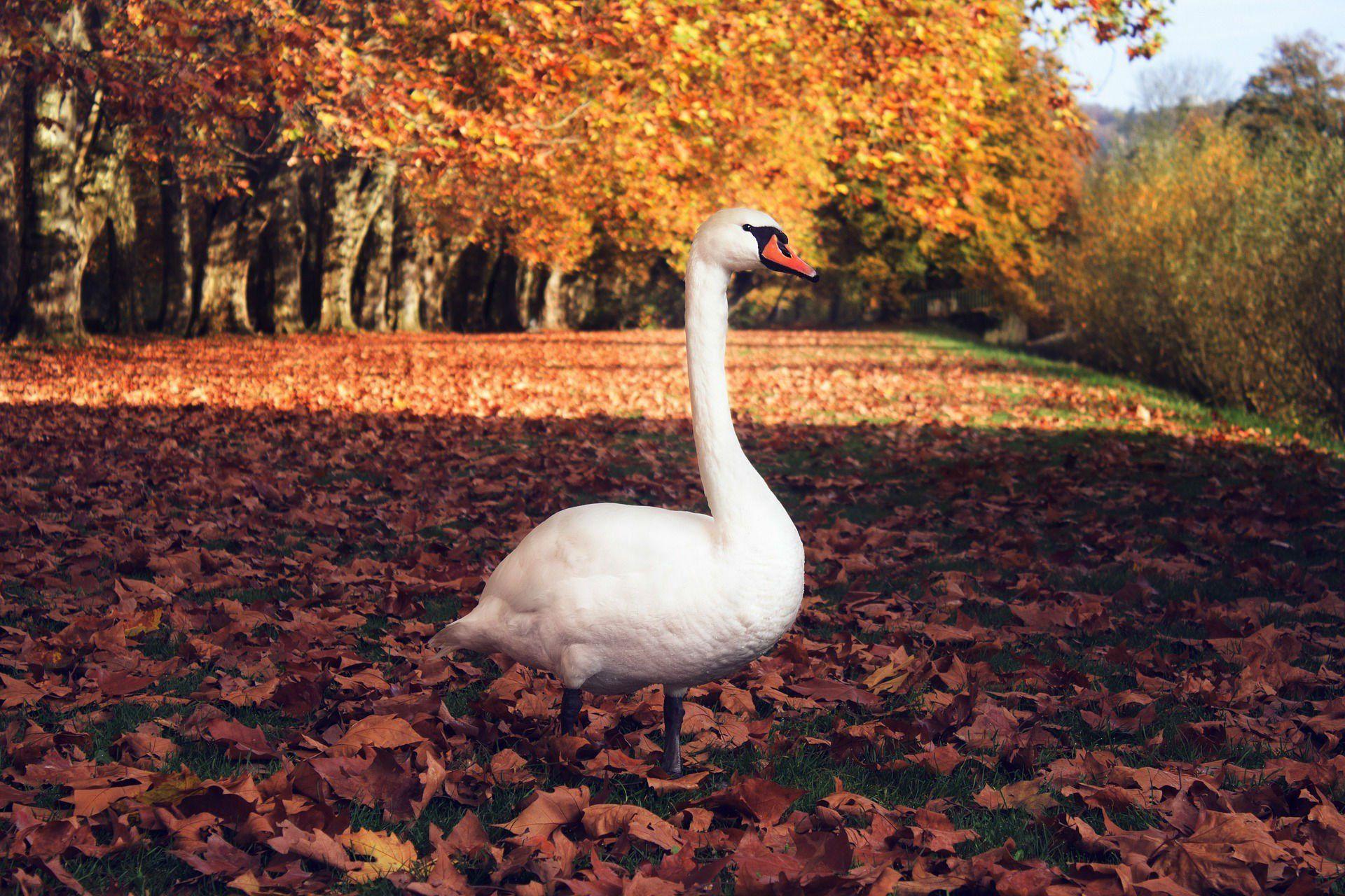 Swan Autumn Desktop Wallpapers - Top Free Swan Autumn Desktop ...