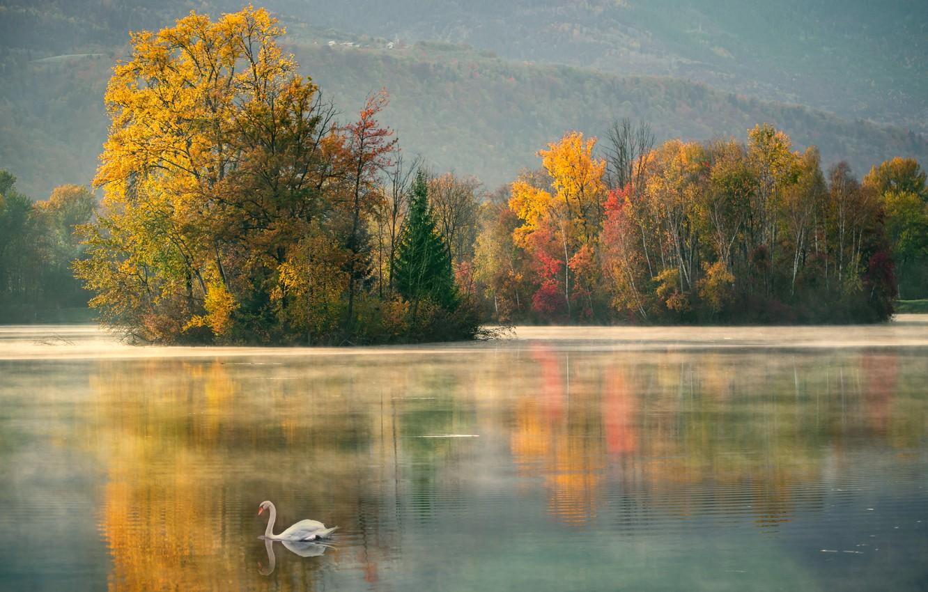Swan Autumn Desktop Wallpapers - Top Free Swan Autumn Desktop ...