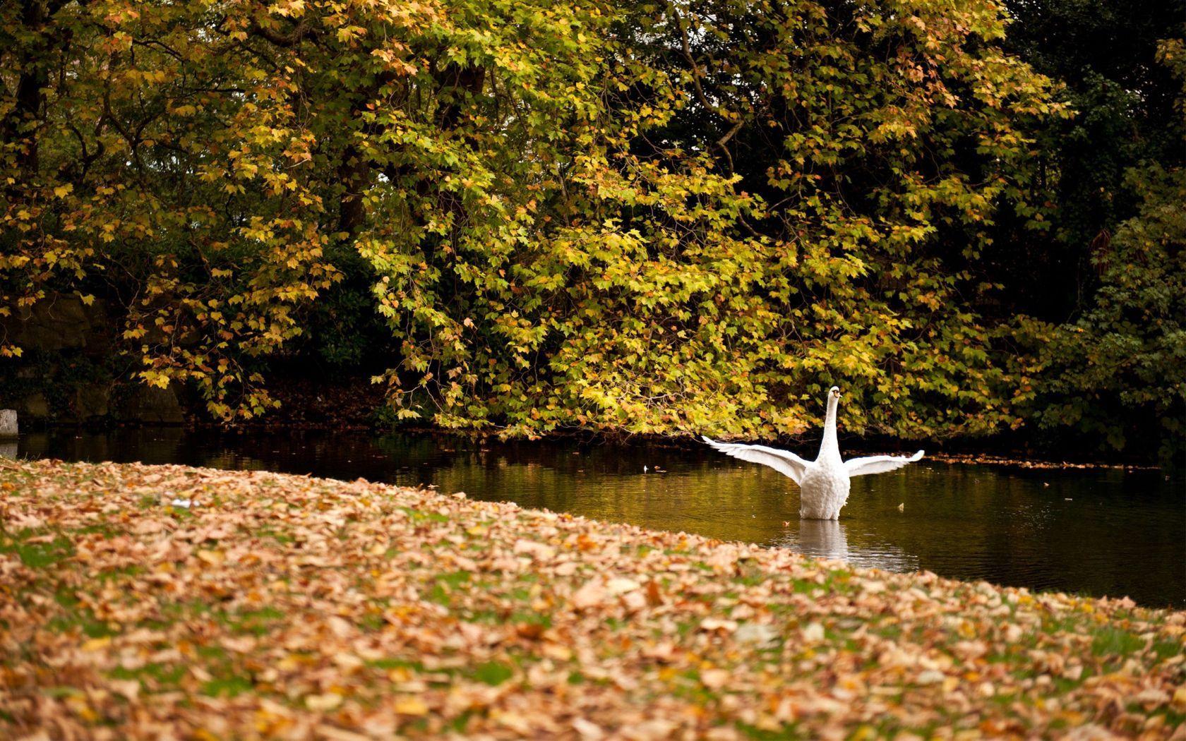 Swan Autumn Desktop Wallpapers - Top Free Swan Autumn Desktop ...
