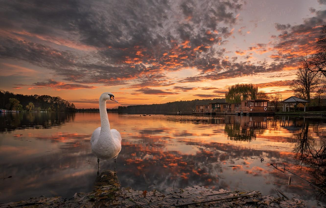 Swan Autumn Desktop Wallpapers - Top Free Swan Autumn Desktop ...