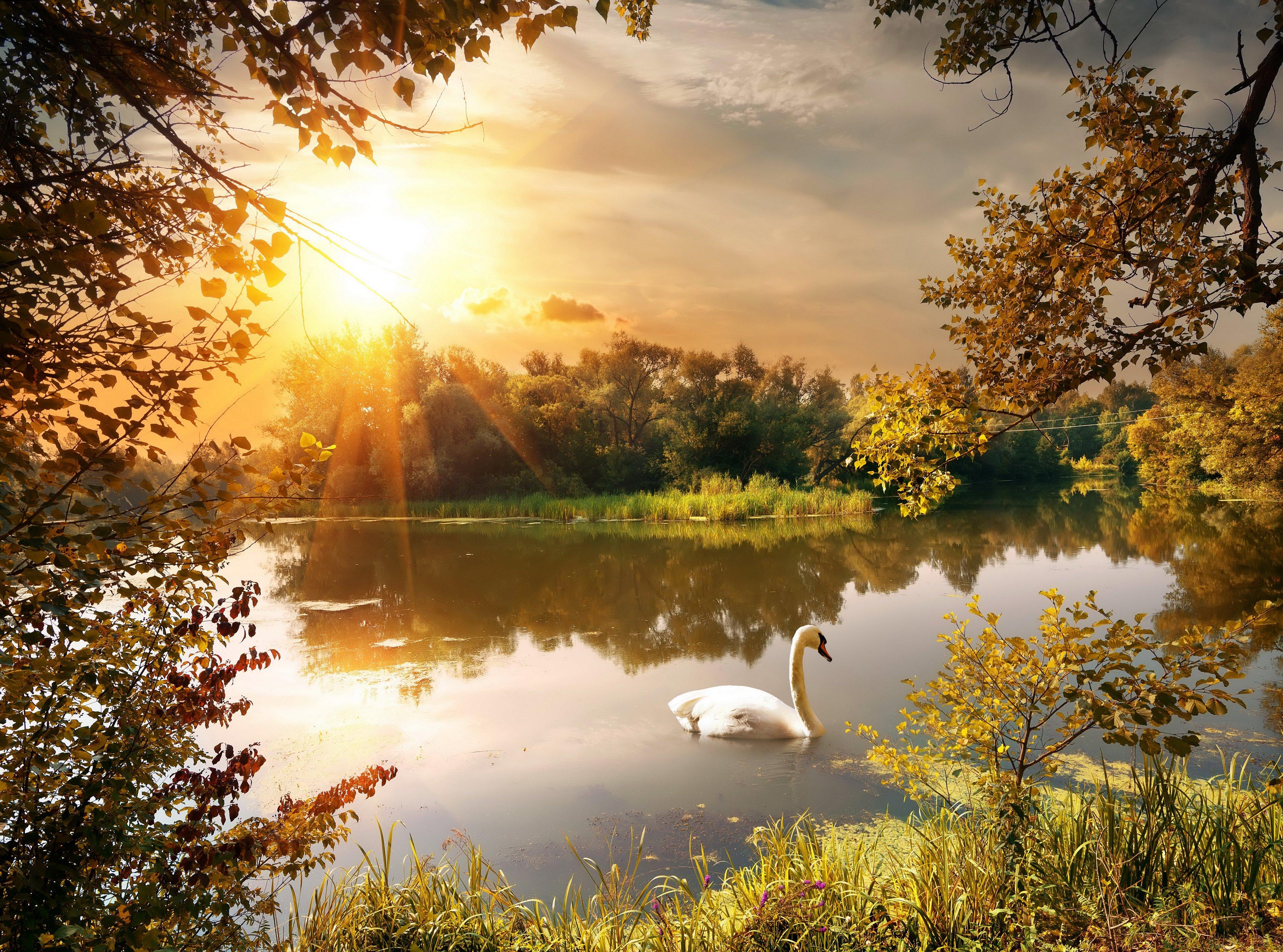 Swan Autumn Desktop Wallpapers - Top Free Swan Autumn Desktop ...