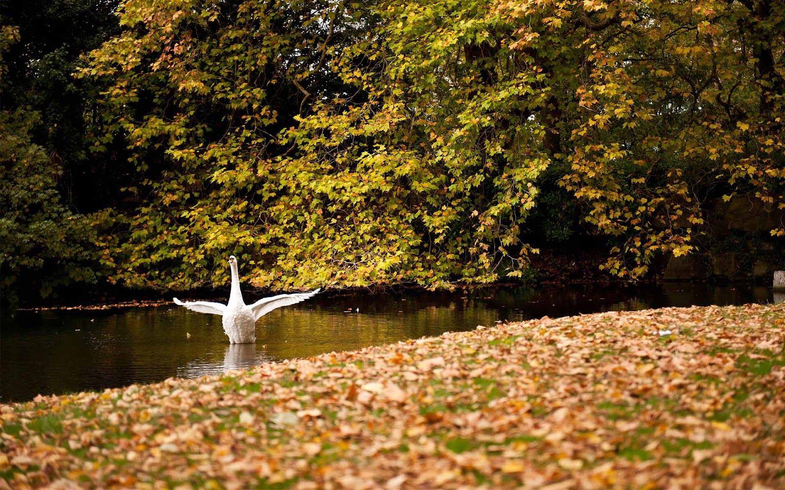 Swan Autumn Desktop Wallpapers - Top Free Swan Autumn Desktop ...