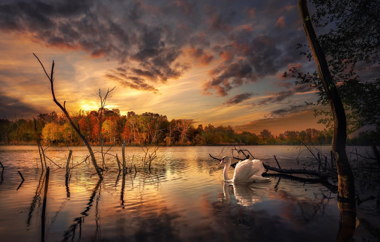 Swan Autumn Desktop Wallpapers - Top Free Swan Autumn Desktop ...