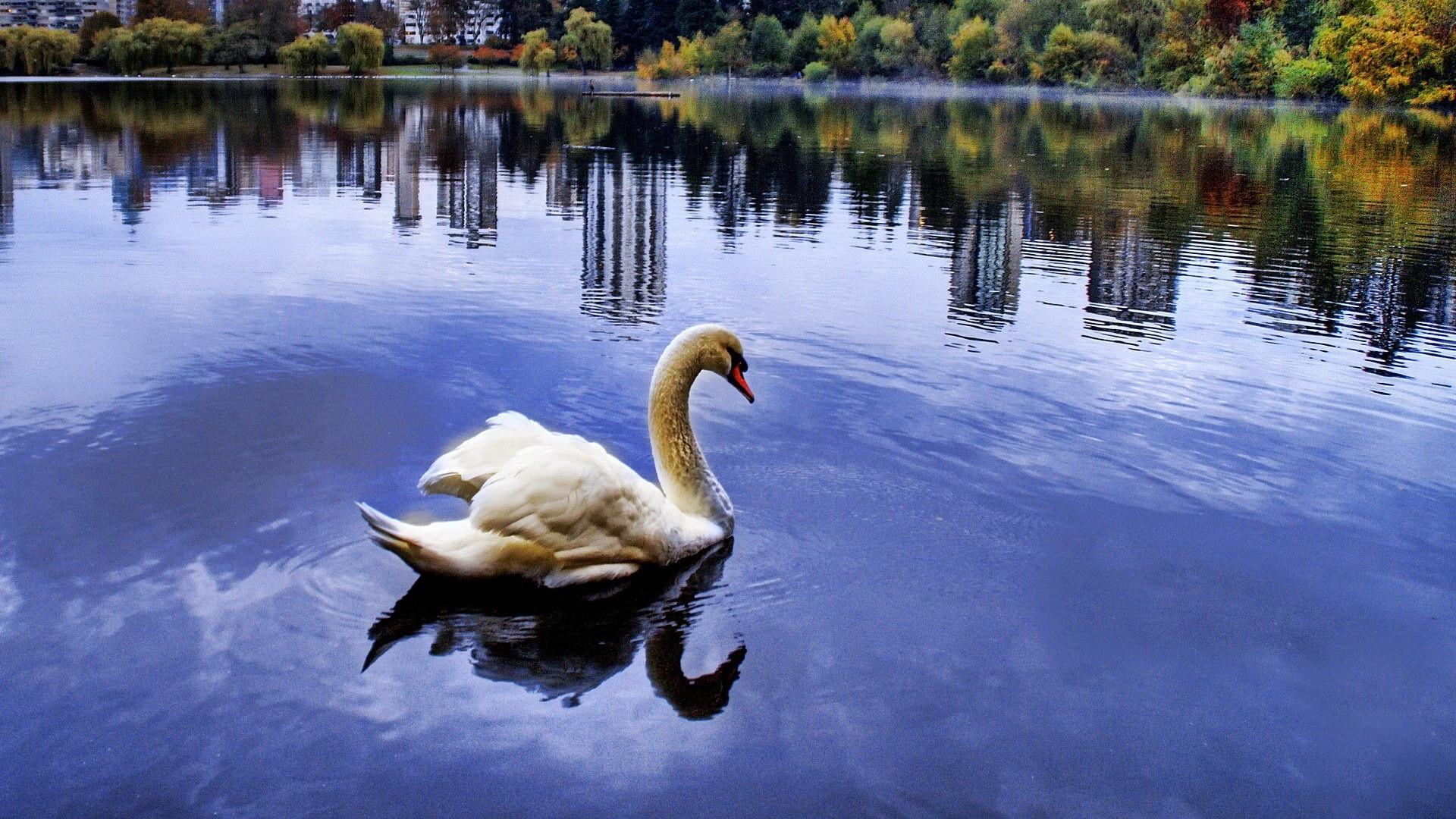 Swan Autumn Desktop Wallpapers - Top Free Swan Autumn Desktop ...