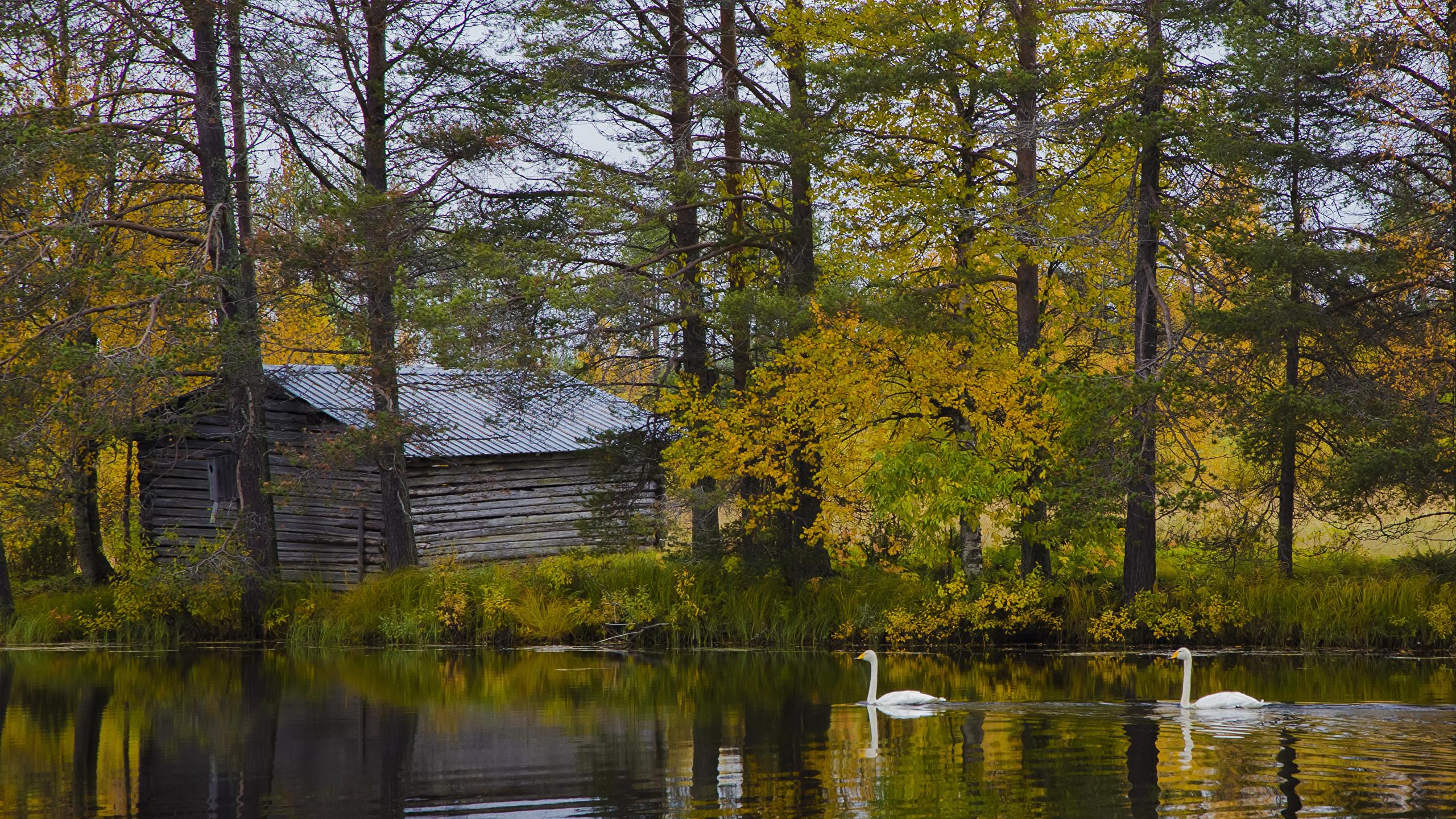 Swan Autumn Desktop Wallpapers - Top Free Swan Autumn Desktop ...