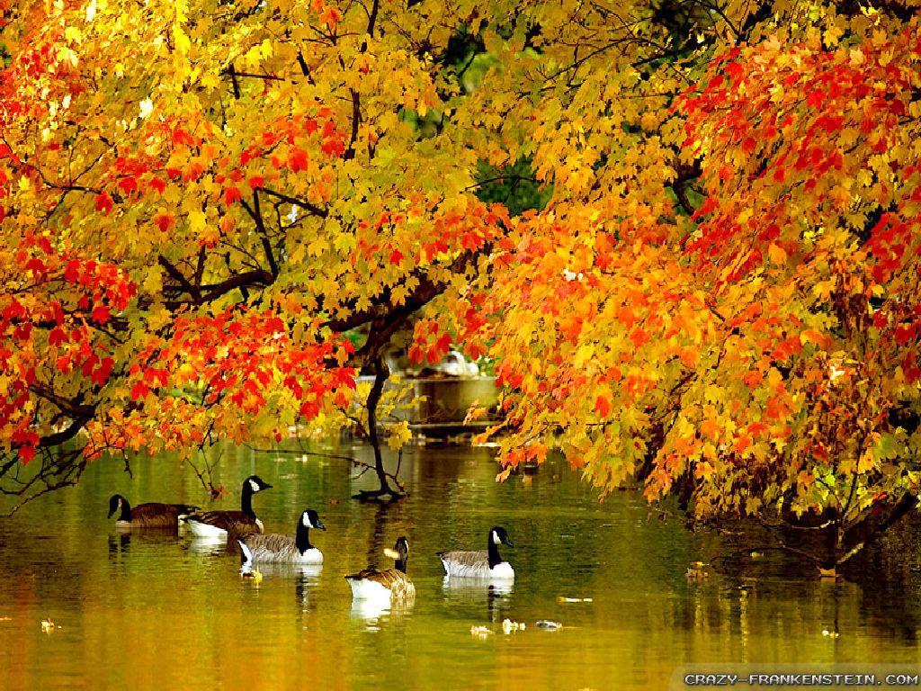 Swan Autumn Desktop Wallpapers - Top Free Swan Autumn Desktop ...