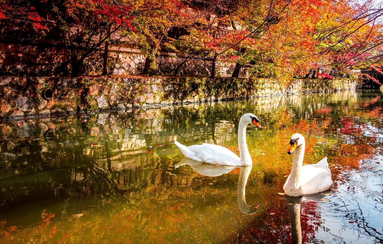 Swan Autumn Desktop Wallpapers - Top Free Swan Autumn Desktop ...